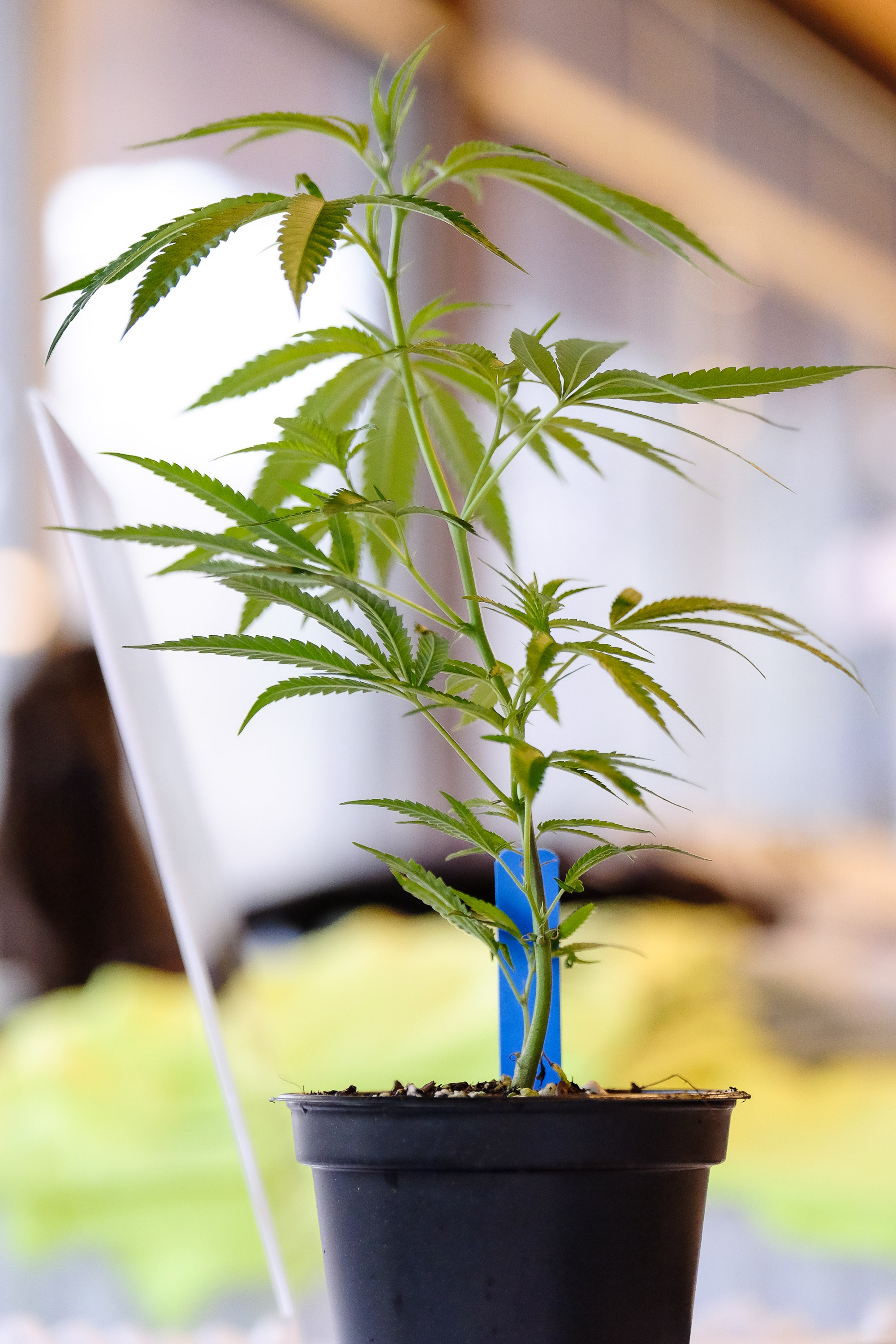 Hemp growers and trade organization reps discuss industry future - mlive.com