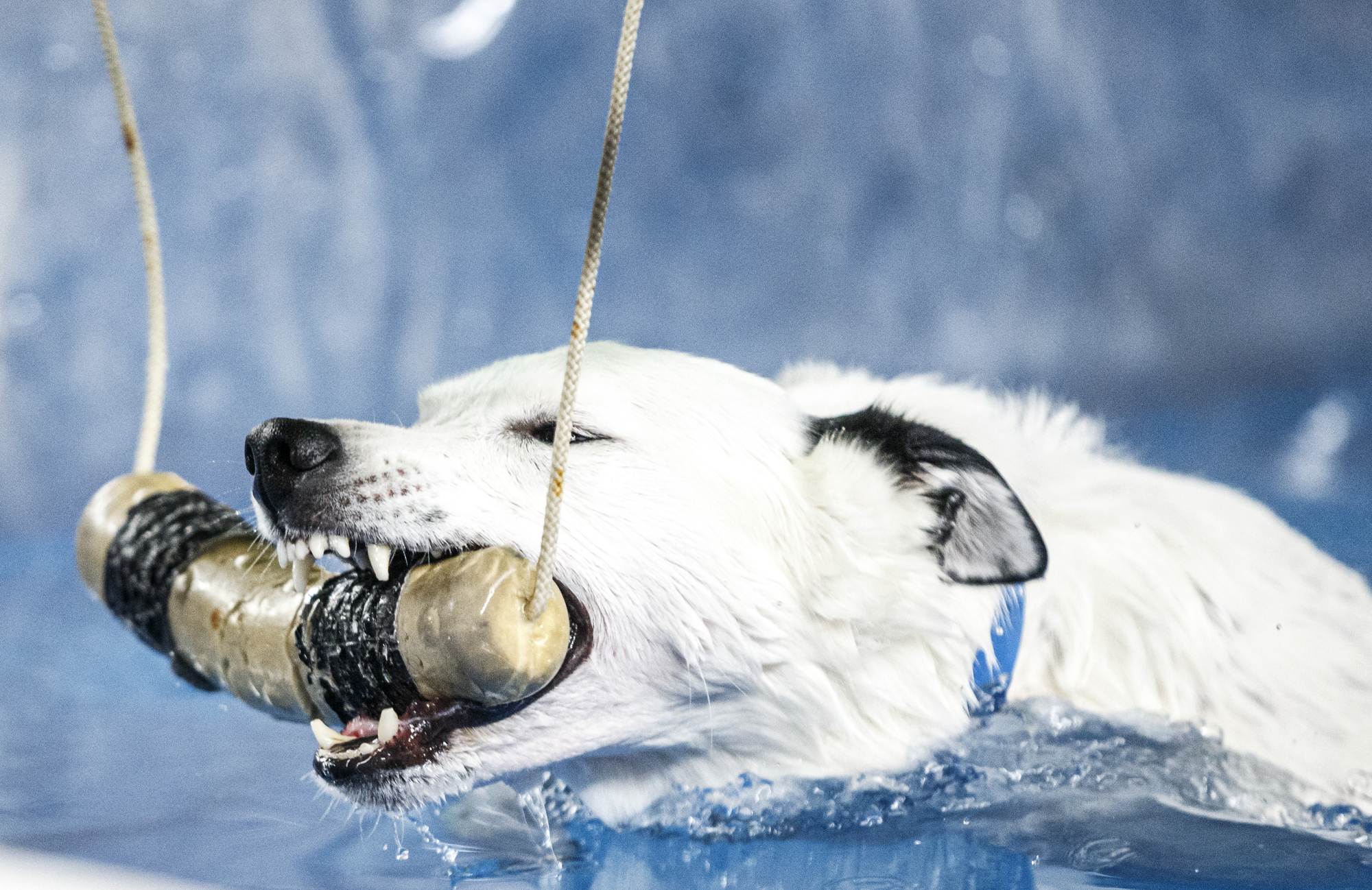 DockDogs canine aquatics competition at the 2020 Great American Outdoor ...