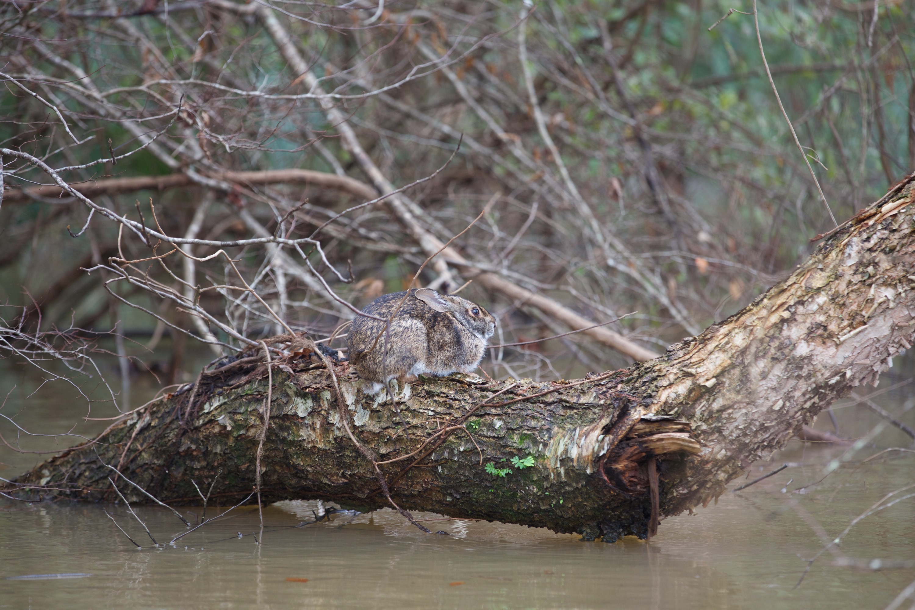 Flood turns Delta into 13 mile wide river - al.com