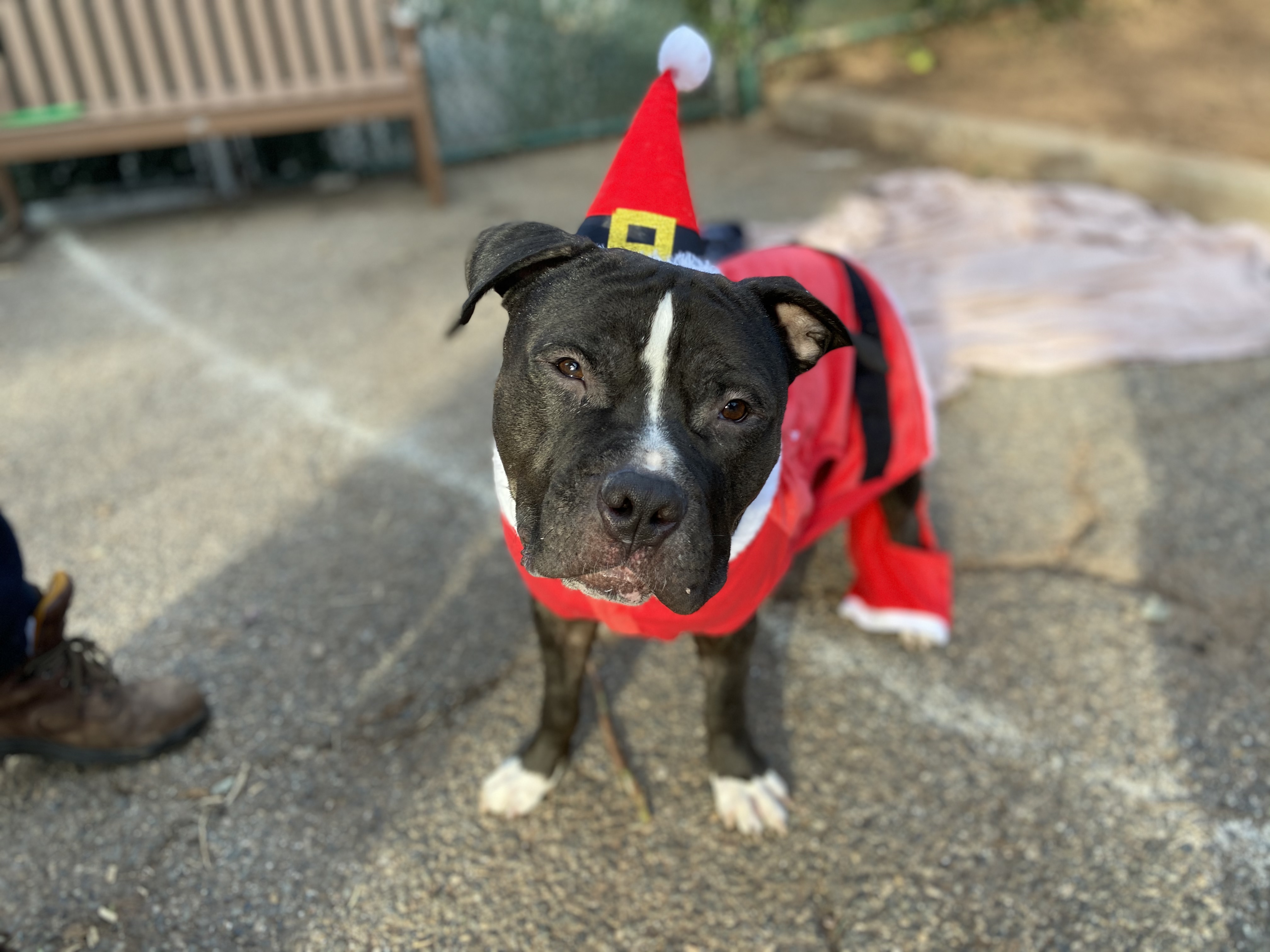 You can adopt 19 remarkable pets on Staten Island this weekend: Dec. 14 ...