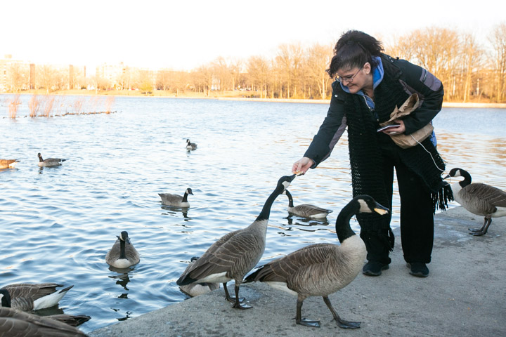 Geese in North Hudson Park - nj.com