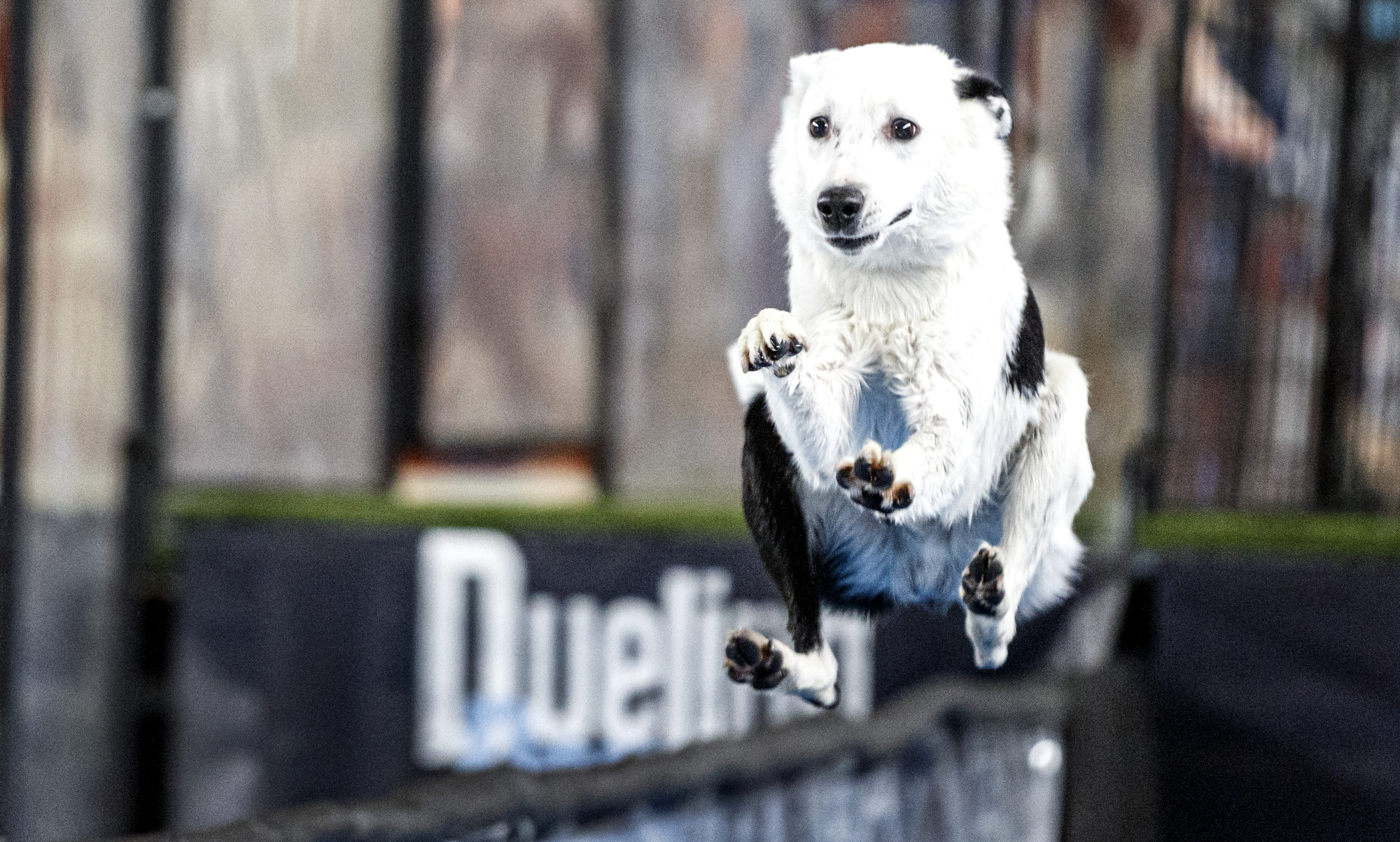 DockDogs canine aquatics competition at the 2020 Great American Outdoor ...