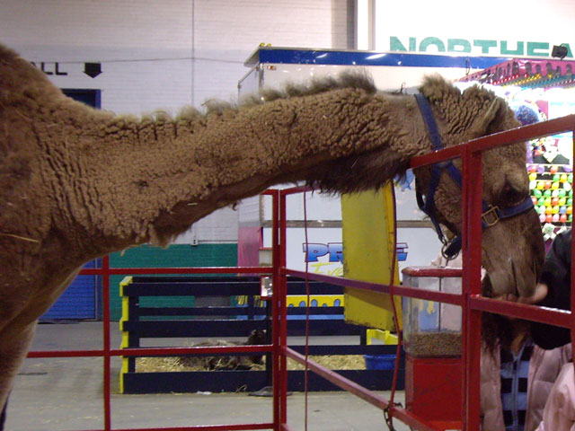 Good old American fun to be had at the Meadowlands this weekend | Urge ...