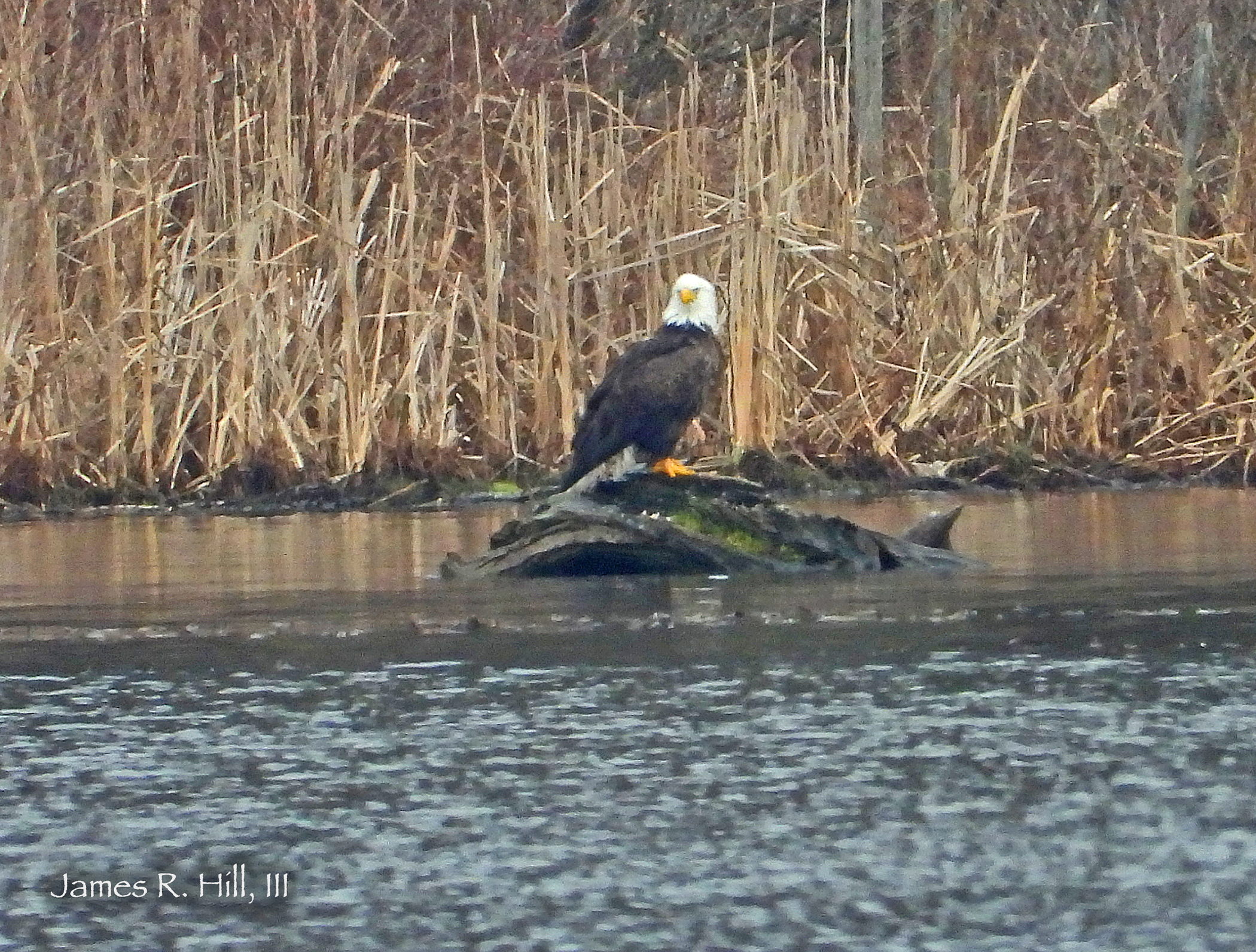 Bald eagle bath - pennlive.com
