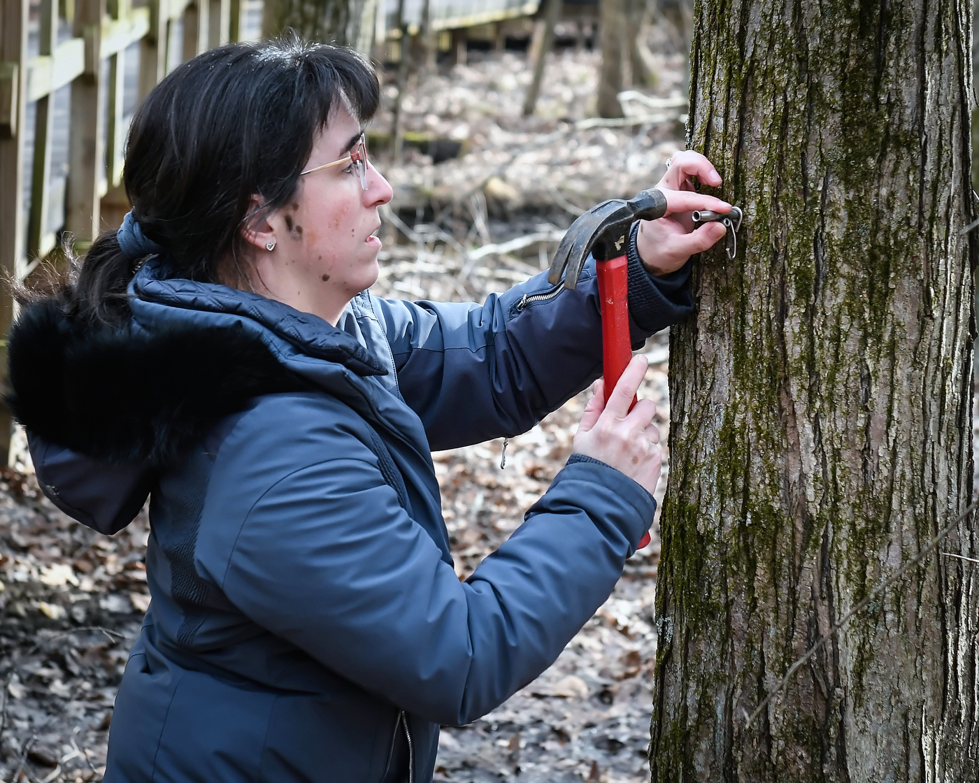 Tapping the sweet taste of maple syrup in the Great Swamp - nj.com