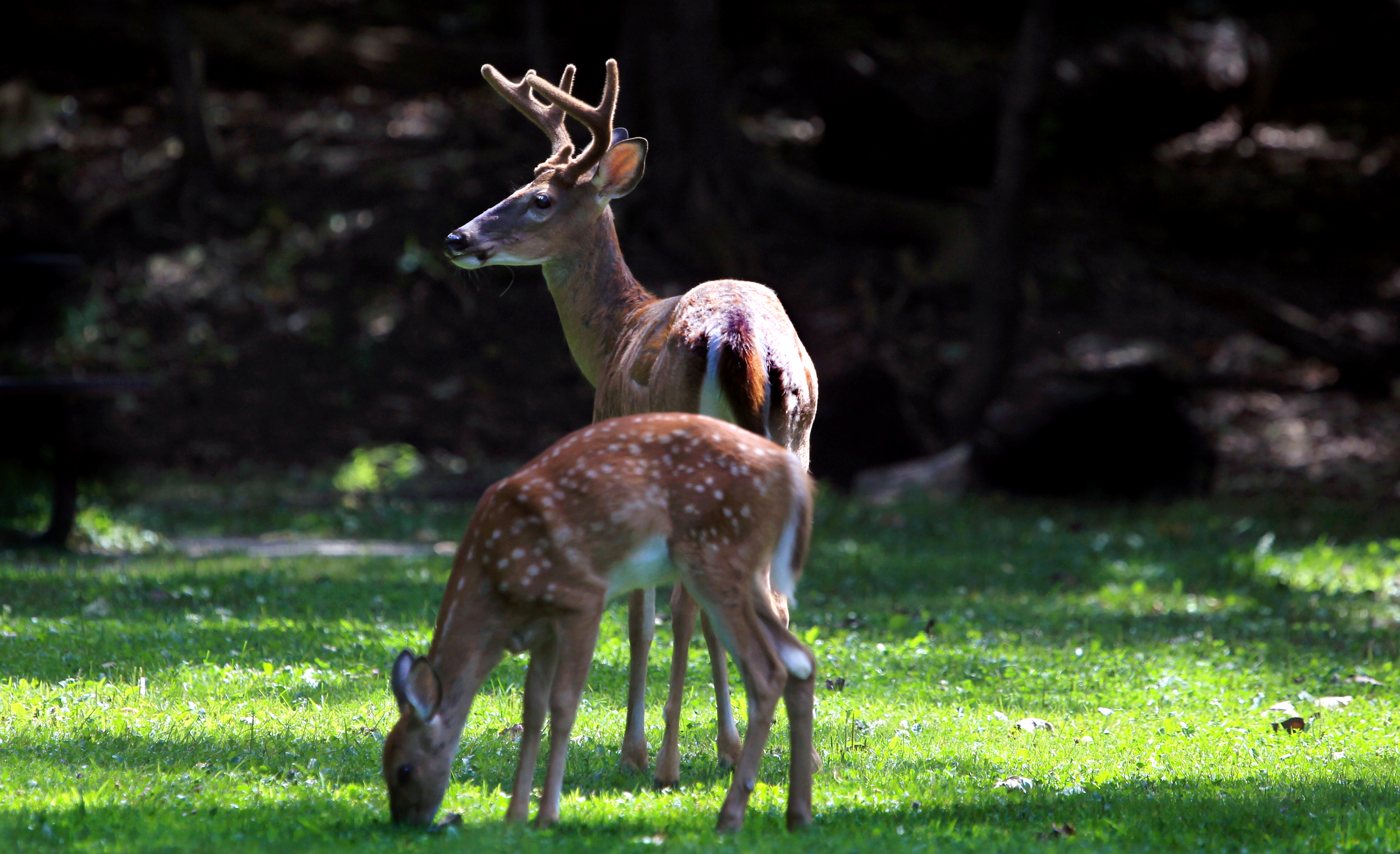 Preventing Lyme disease - cleveland.com