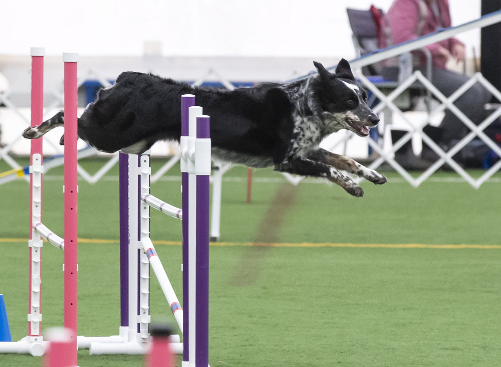 The 2019 USDAA Mid-Atlantic Dog Agility Showcase - pennlive.com