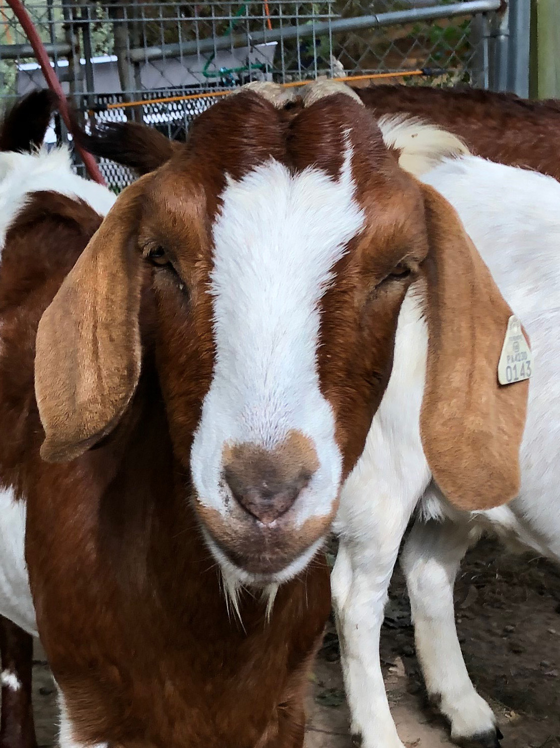 Homeless goats at Animal Rescue - pennlive.com