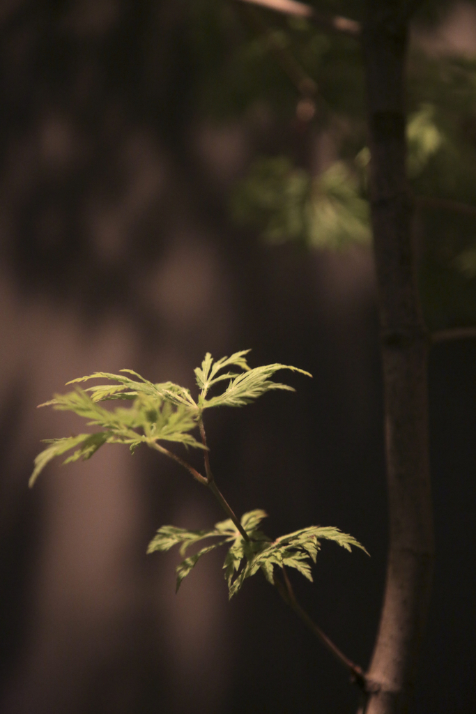 Castagna is a Michelin-star-worthy restaurant in Southeast Portland ...