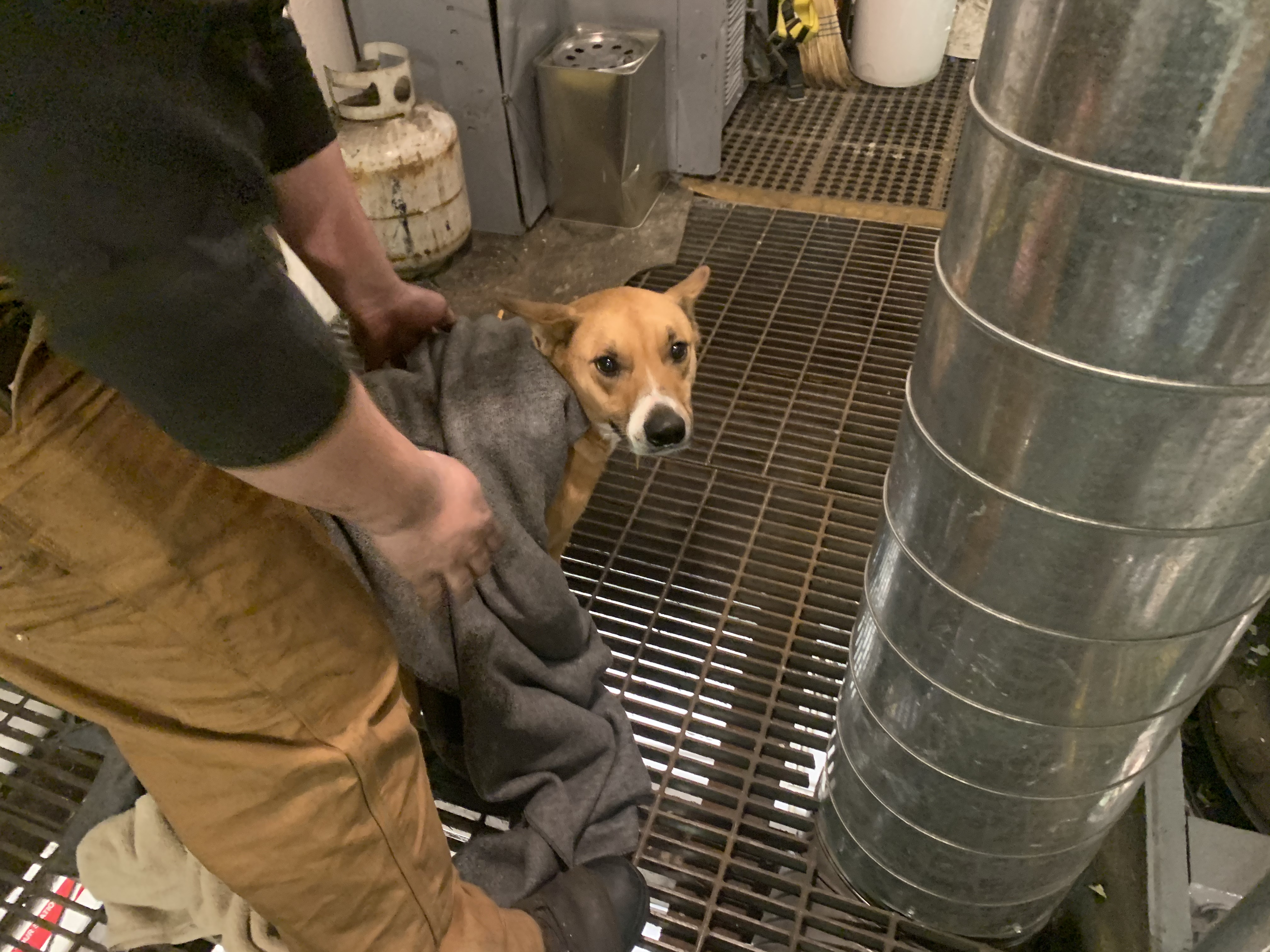 Dog rescued off ice floe in Muskegon Lake - mlive.com