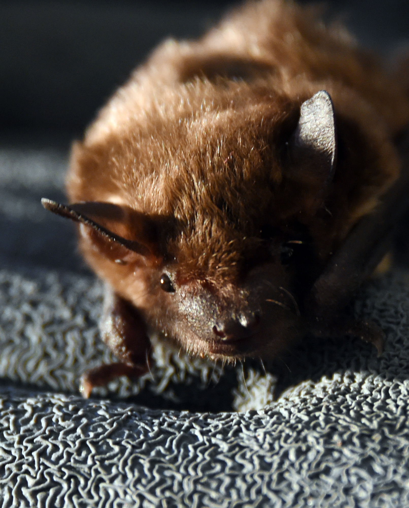Ruffner Mountain bat research - al.com
