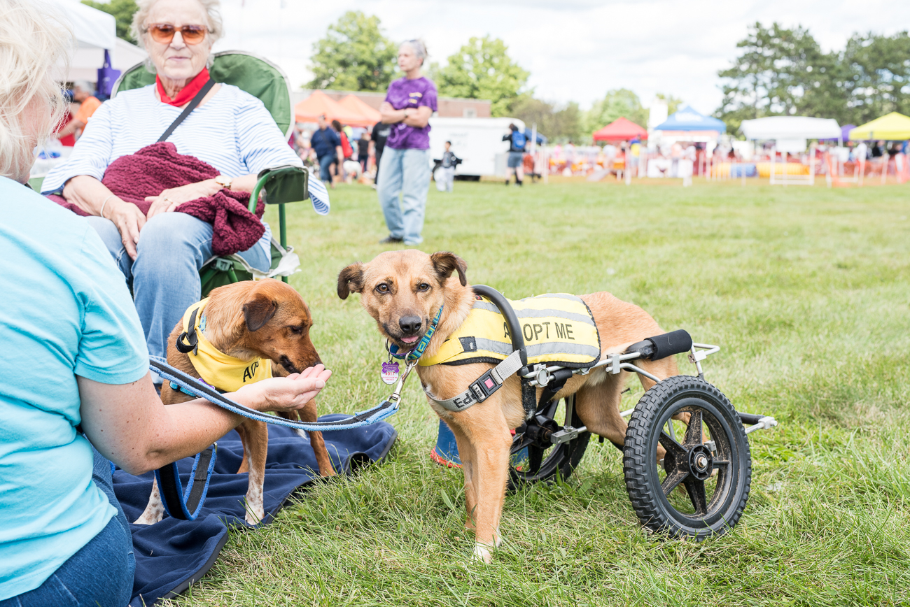 21st Annual Pet Rock Festival - masslive.com