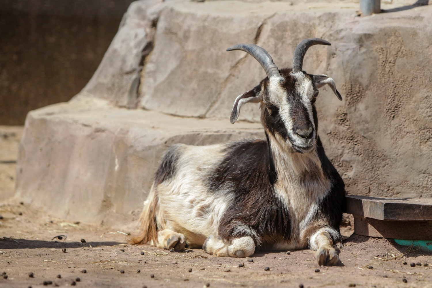 Philadelphia Zoo opens Creatures of Habitat exhibit and Zoo Key ...