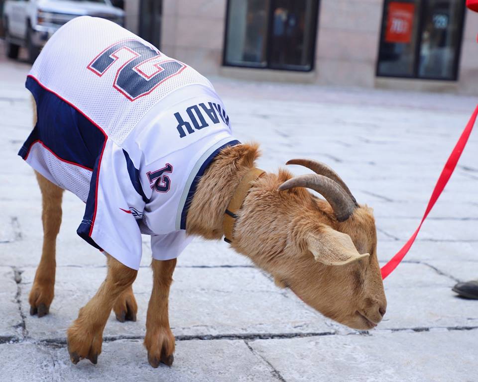 Super Bowl 2019: Goats Tom and Gazelle pump up Patriots fans in Boston ...