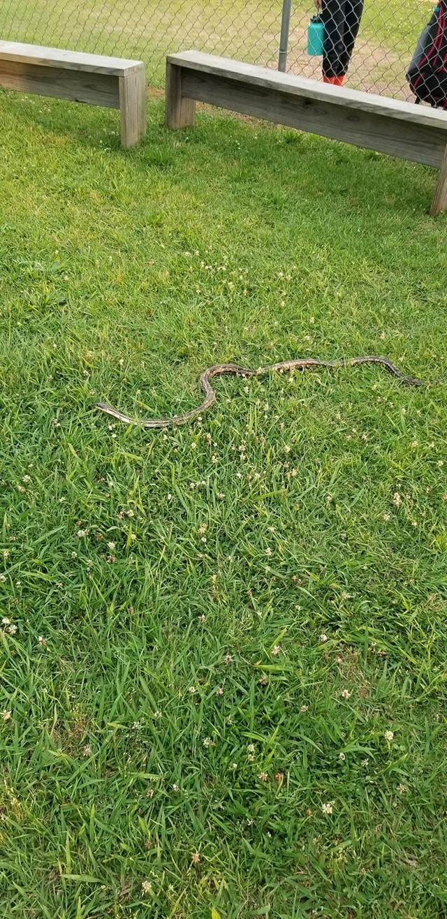 Snakes on an Alabama softball field - al.com