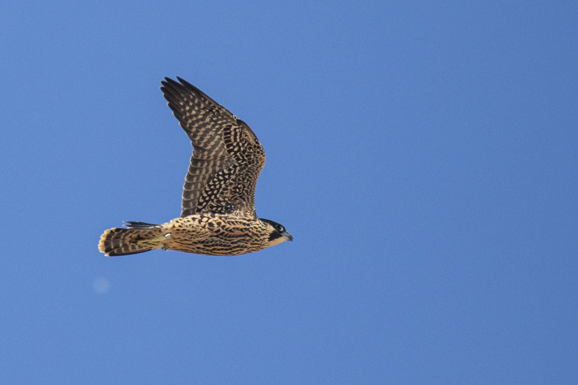 Peregrine falcons take flight in downtown Kalamazoo - mlive.com