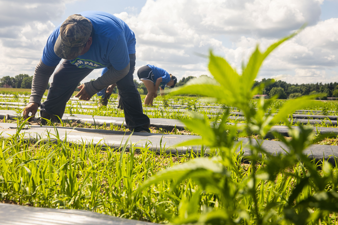 Paw Paw Hemp Company - mlive.com