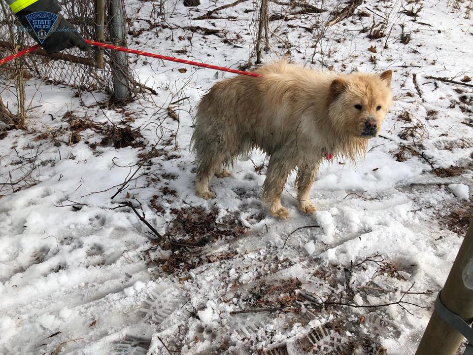 Compass the dog gets rescued - masslive.com