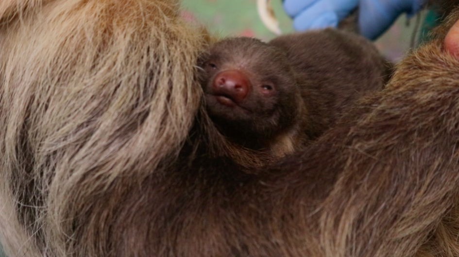 Meet Pancakes, the newborn sloth at the Staten Island Zoo - silive.com