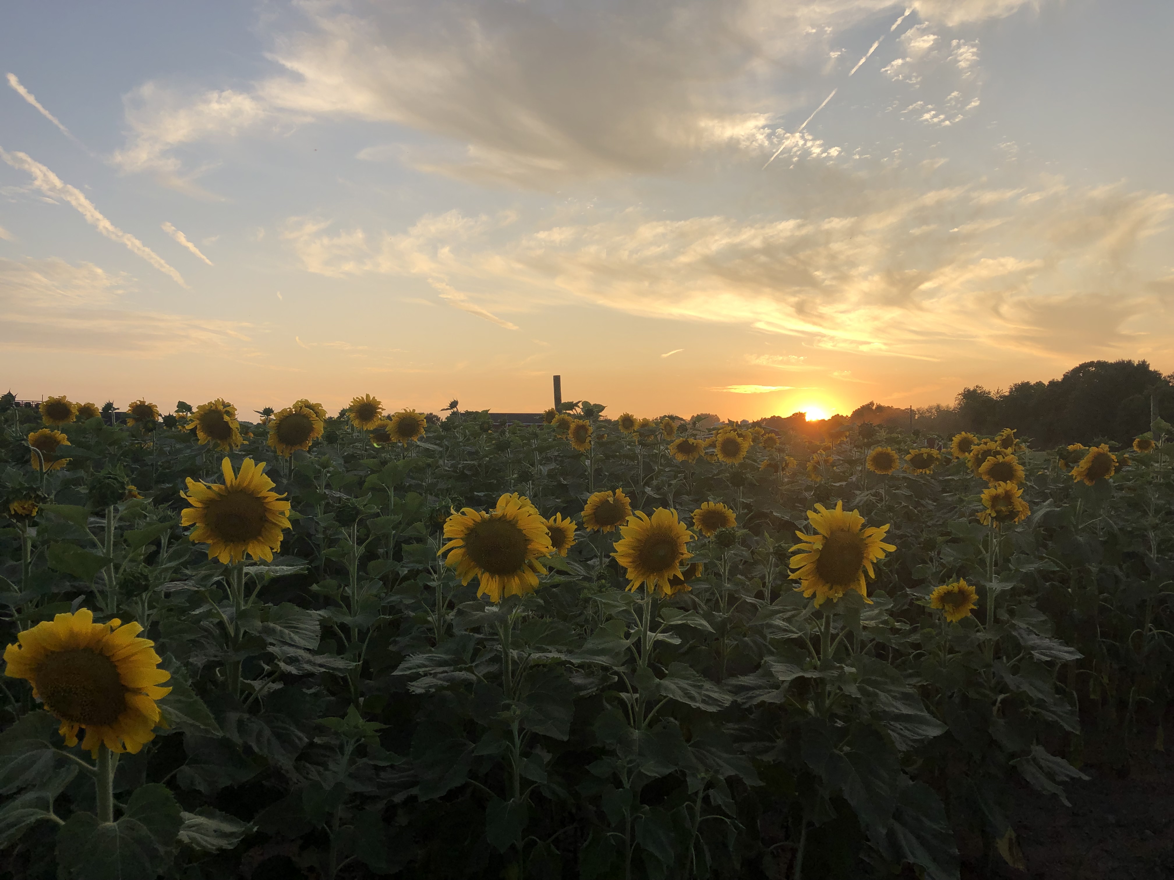 Gull Meadow Farms Sunflower Festival - mlive.com