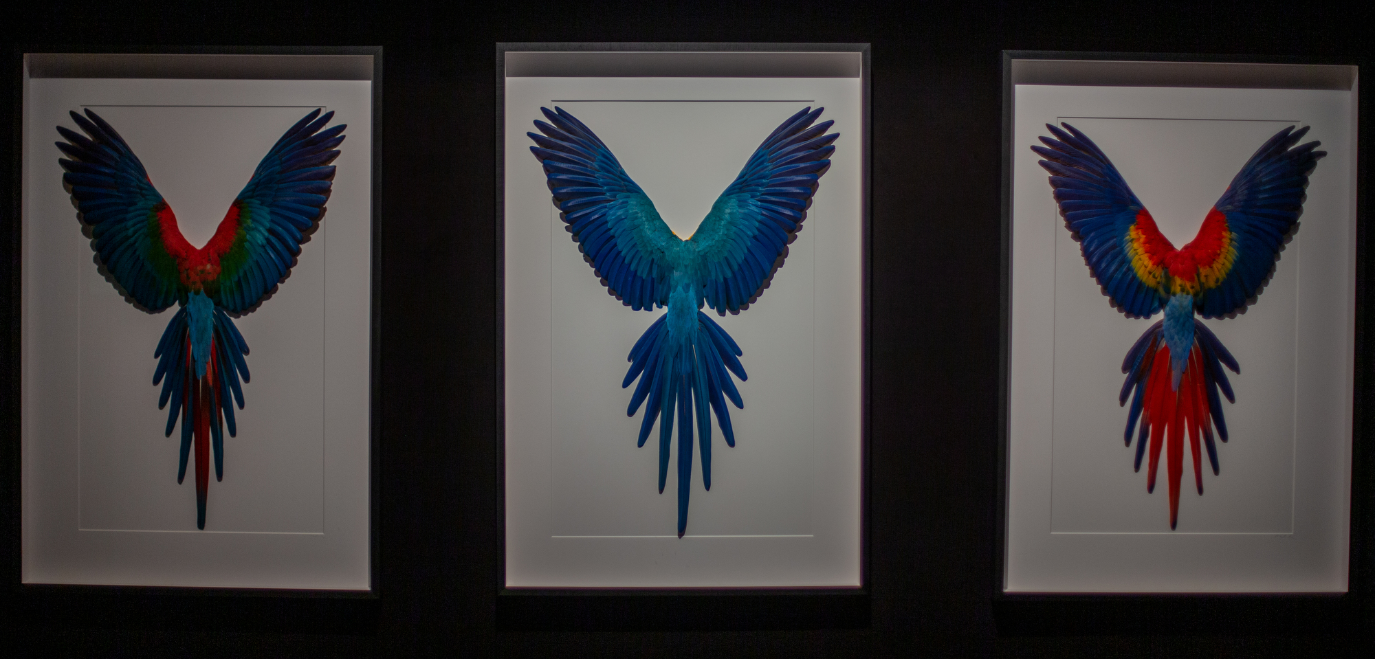 OMSI exhibit Exquisite Creatures by Oregon native Christopher Marley ...