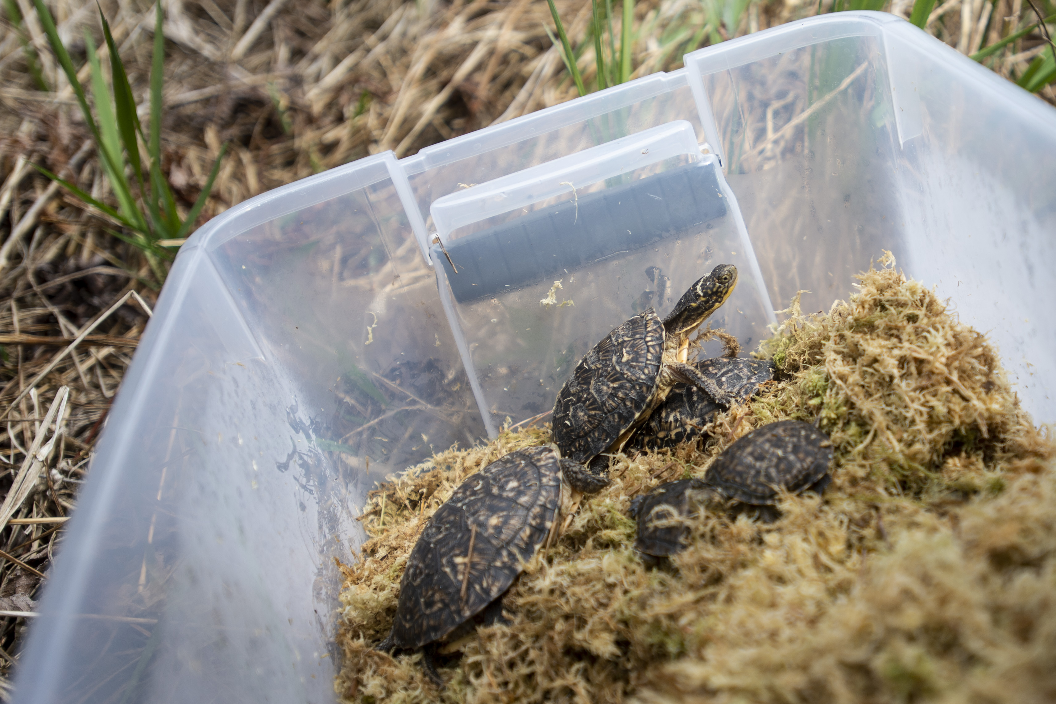 Rare Blanding's Turtles released into wetland by Consumers Energy ...