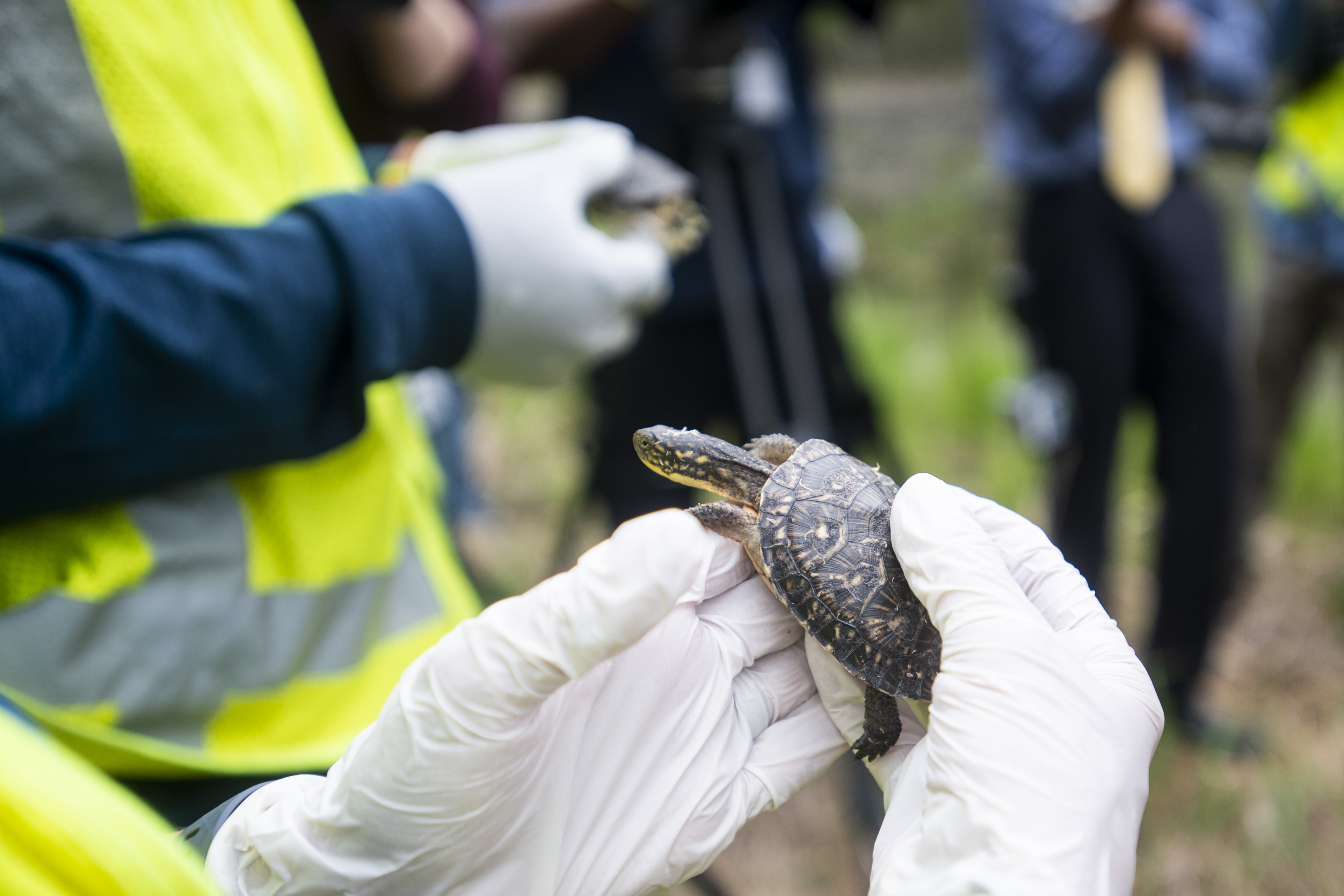 Rare Blanding's Turtles released into wetland by Consumers Energy ...