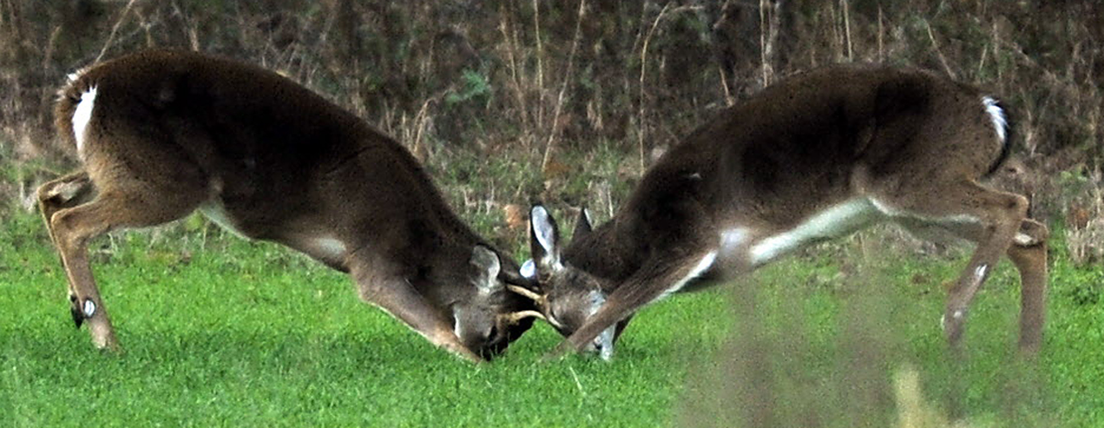 Bucks, does and fawn photographed in Alabama - al.com