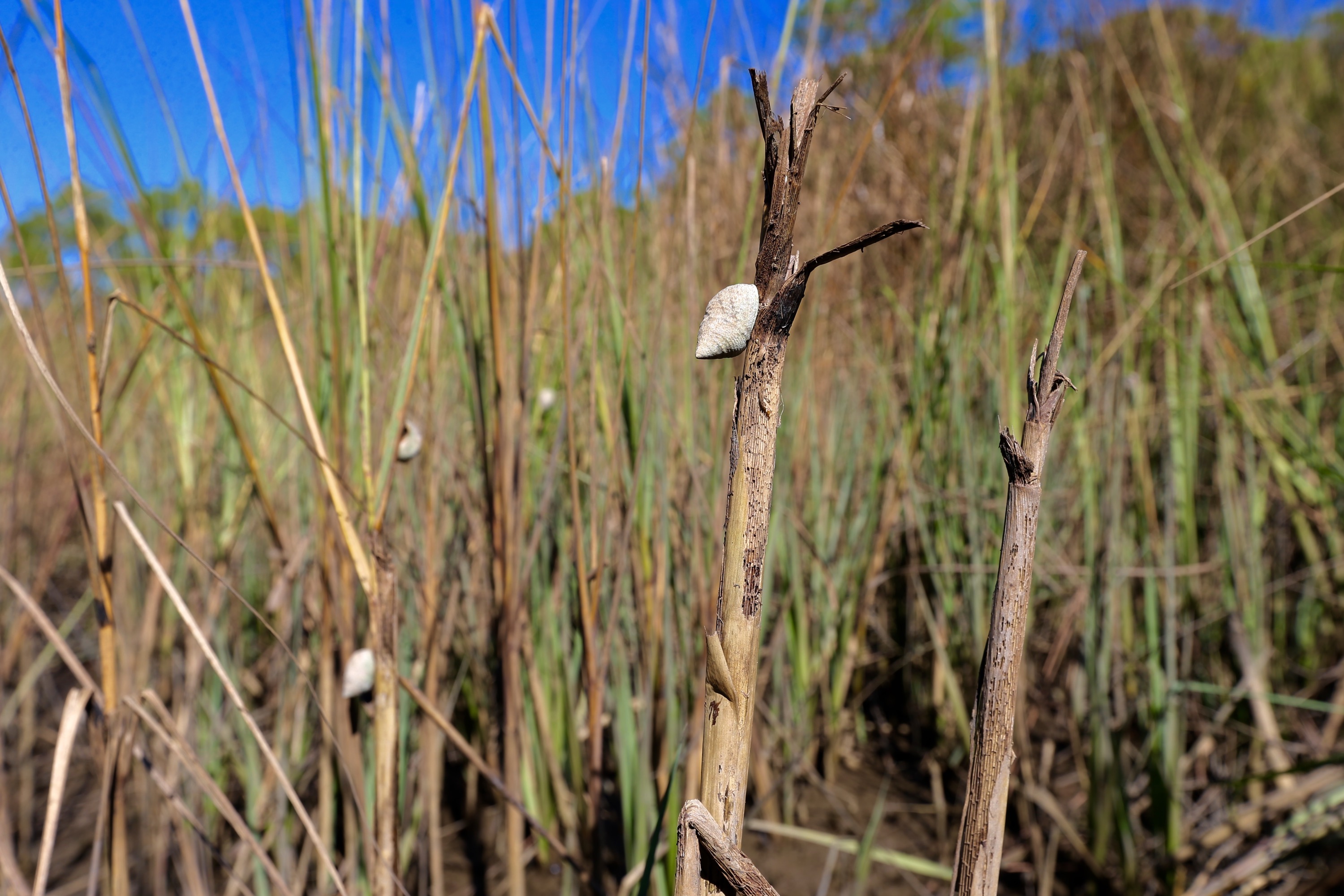 Alabama's BP projects - al.com