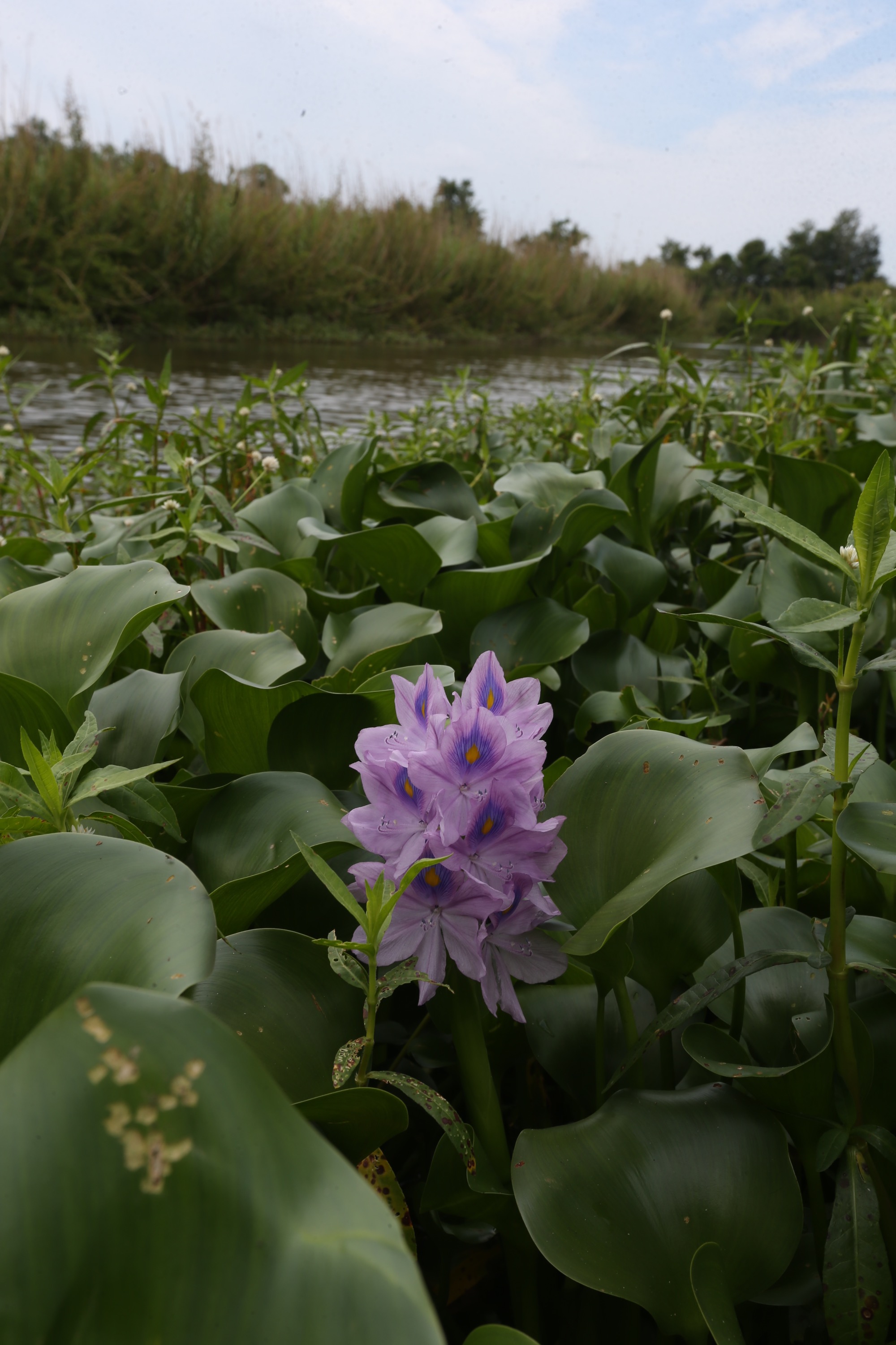 Amazonian plants poised to rule the Delta - al.com