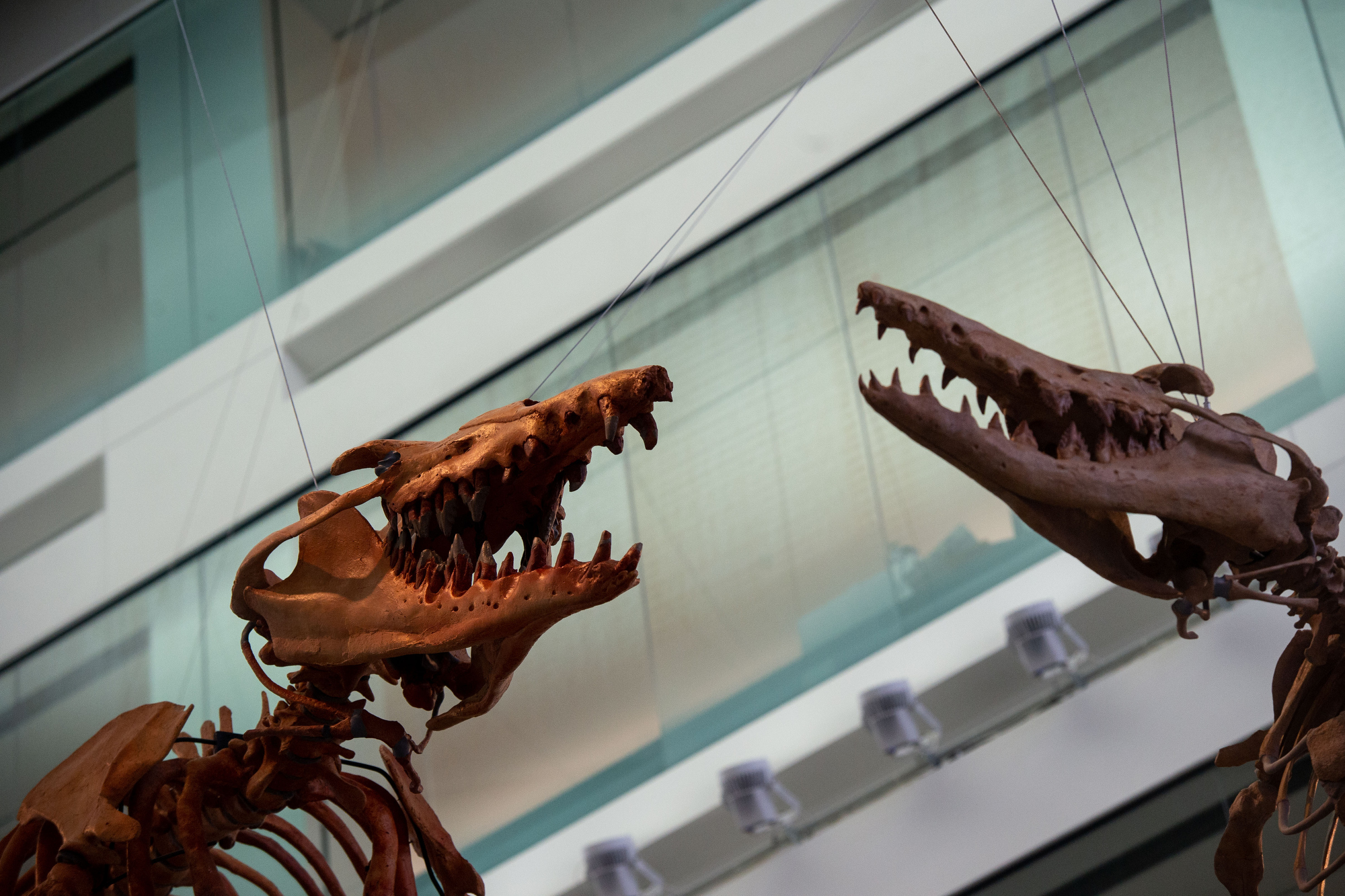 UM Museum of Natural History Tour - mlive.com