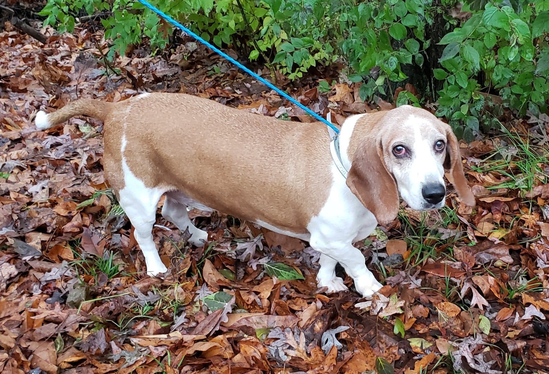 19 super cute rescue pets you can adopt this weekend on Staten Island ...