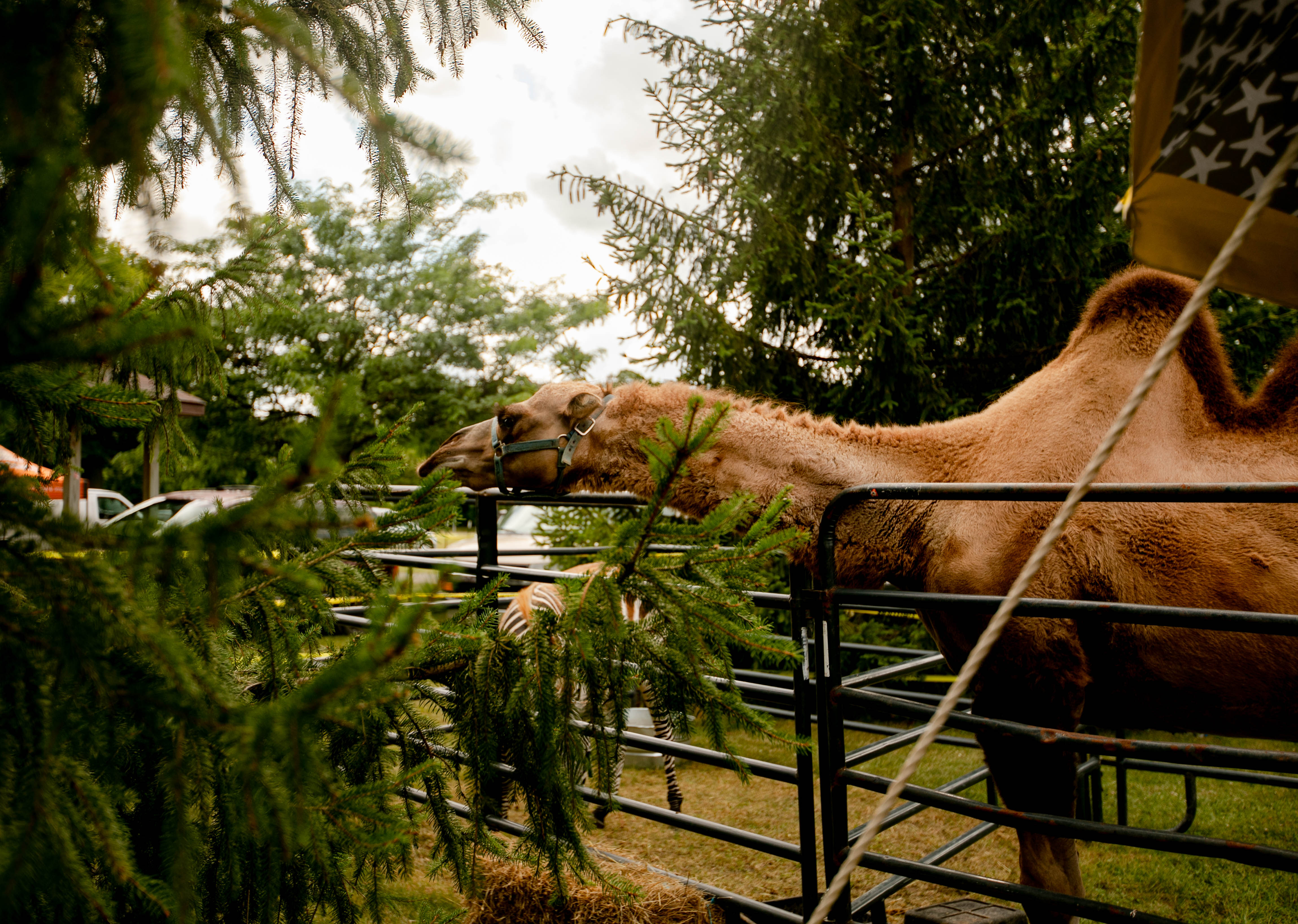 Bay County Fair 2019 kicks off with animals, rides, food and more ...