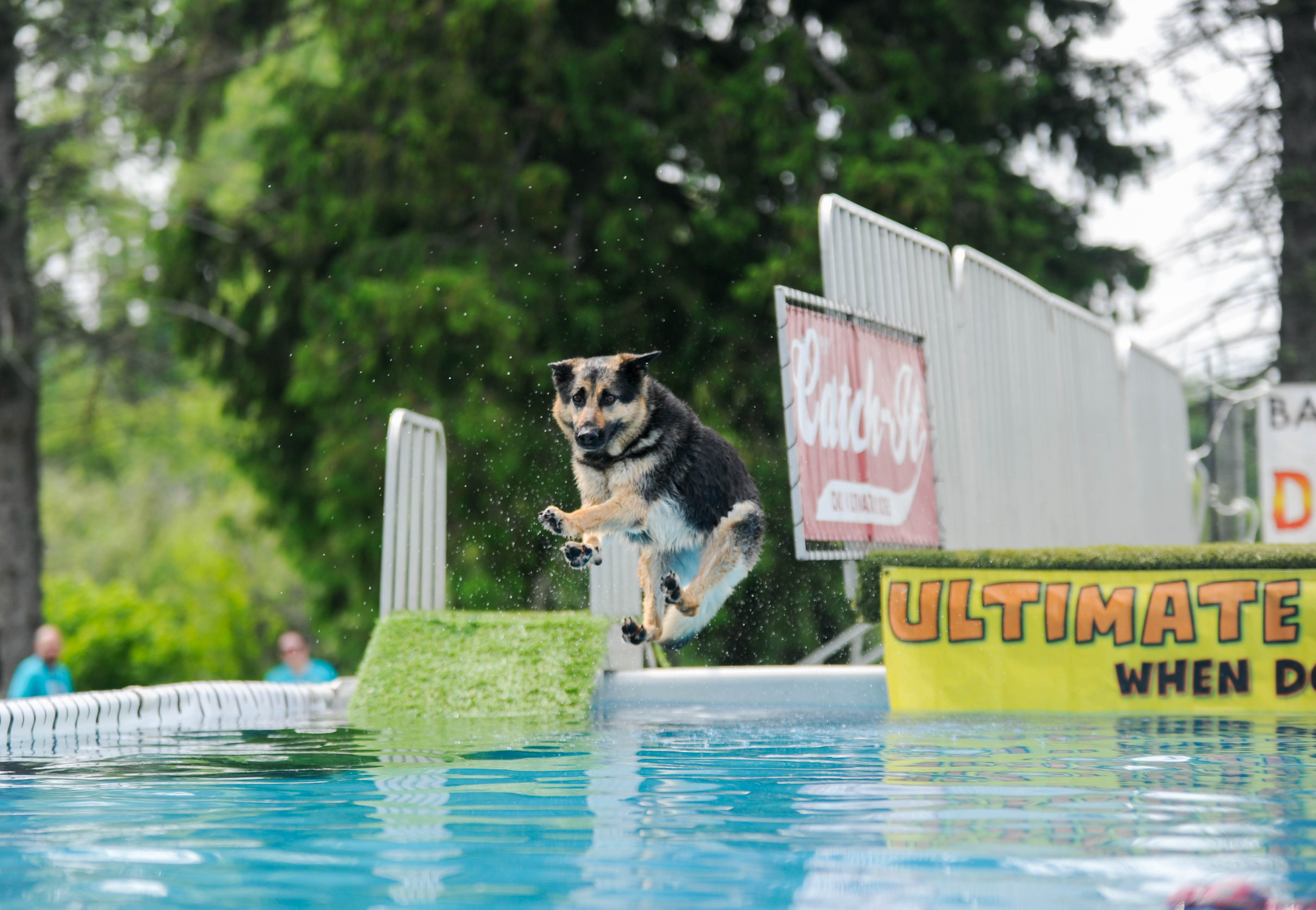Dogs compete in lure chasing, jumping competitions at annual Paws in ...