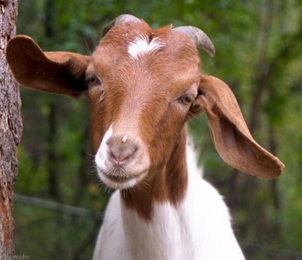 Homeless goats at Animal Rescue - pennlive.com
