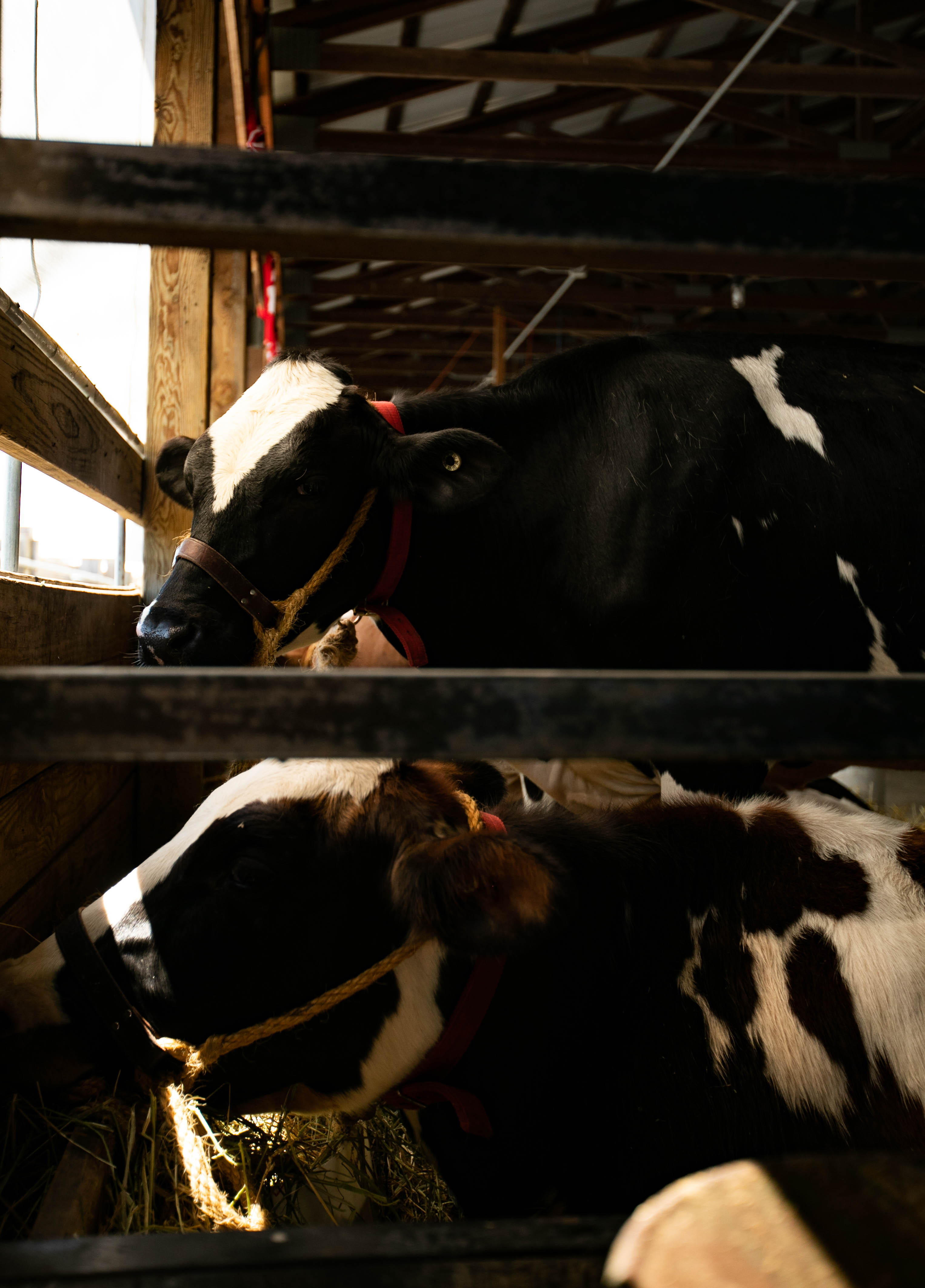 Day Two of The Saginaw County Fair - mlive.com