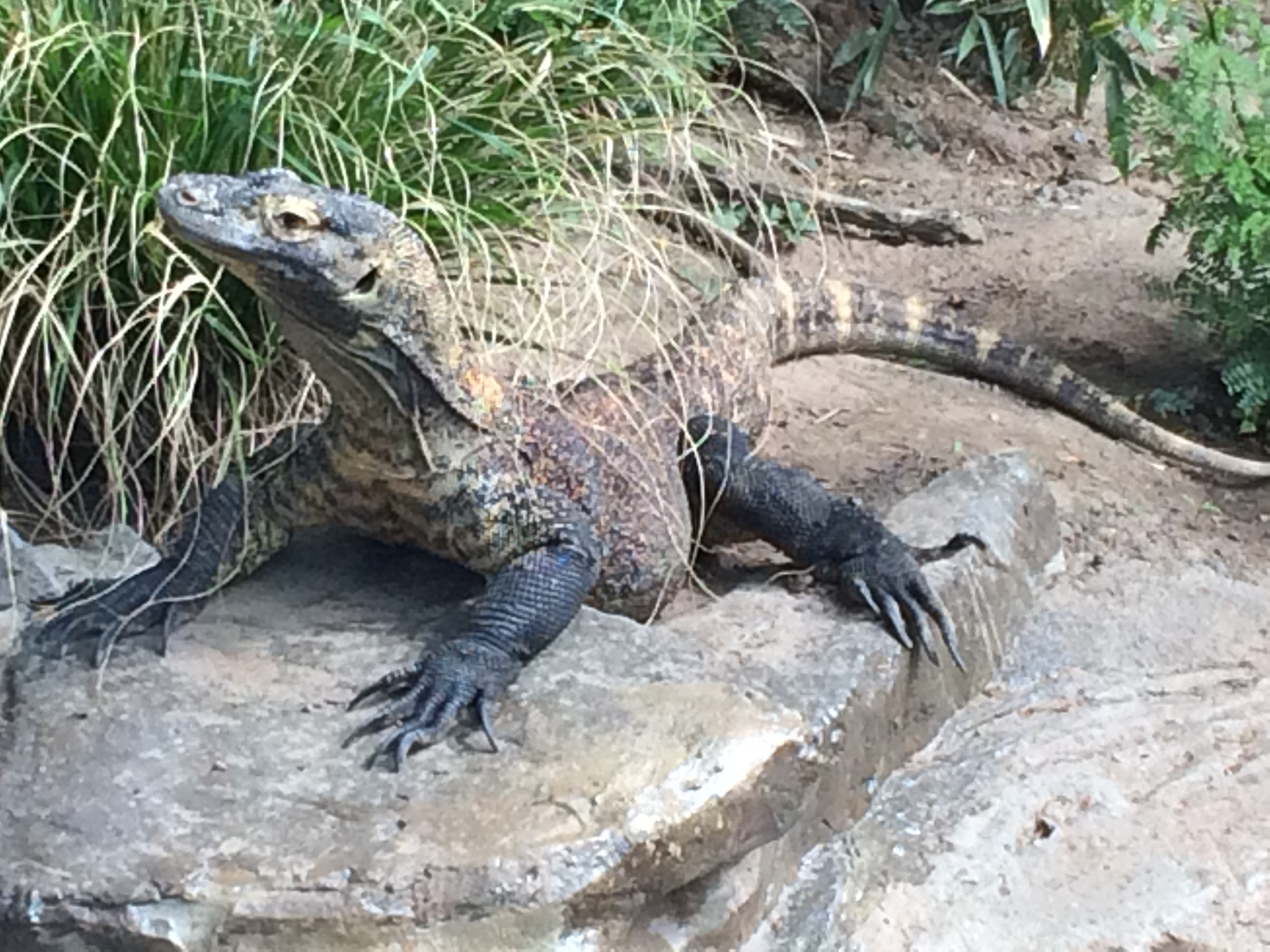 New at the Syracuse zoo: 5-foot-long Komodo dragon