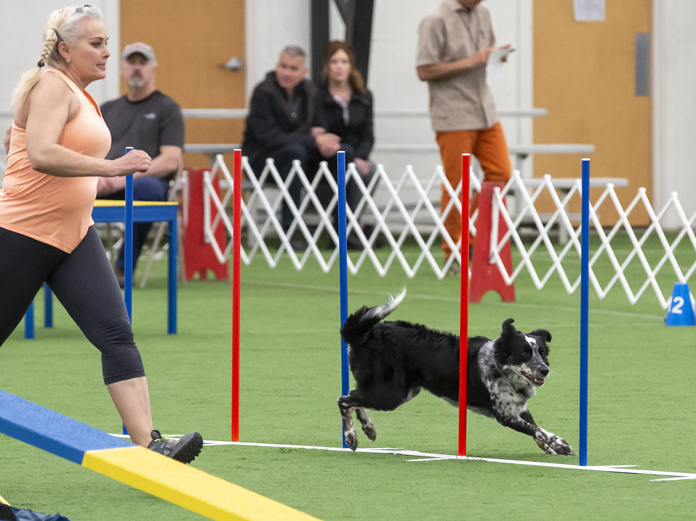 The 2019 USDAA Mid-Atlantic Dog Agility Showcase - pennlive.com
