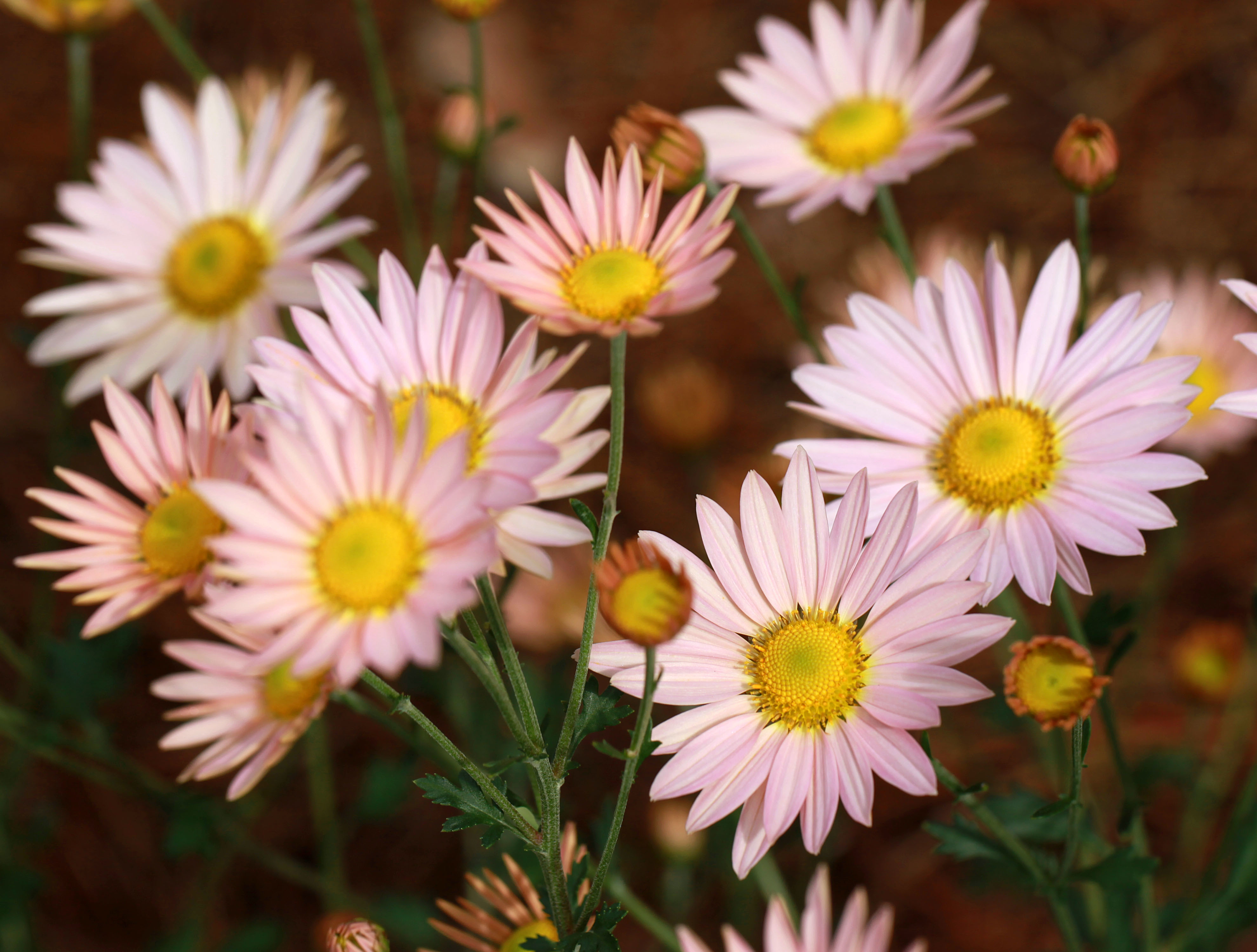 Best plants of 2019 - pennlive.com