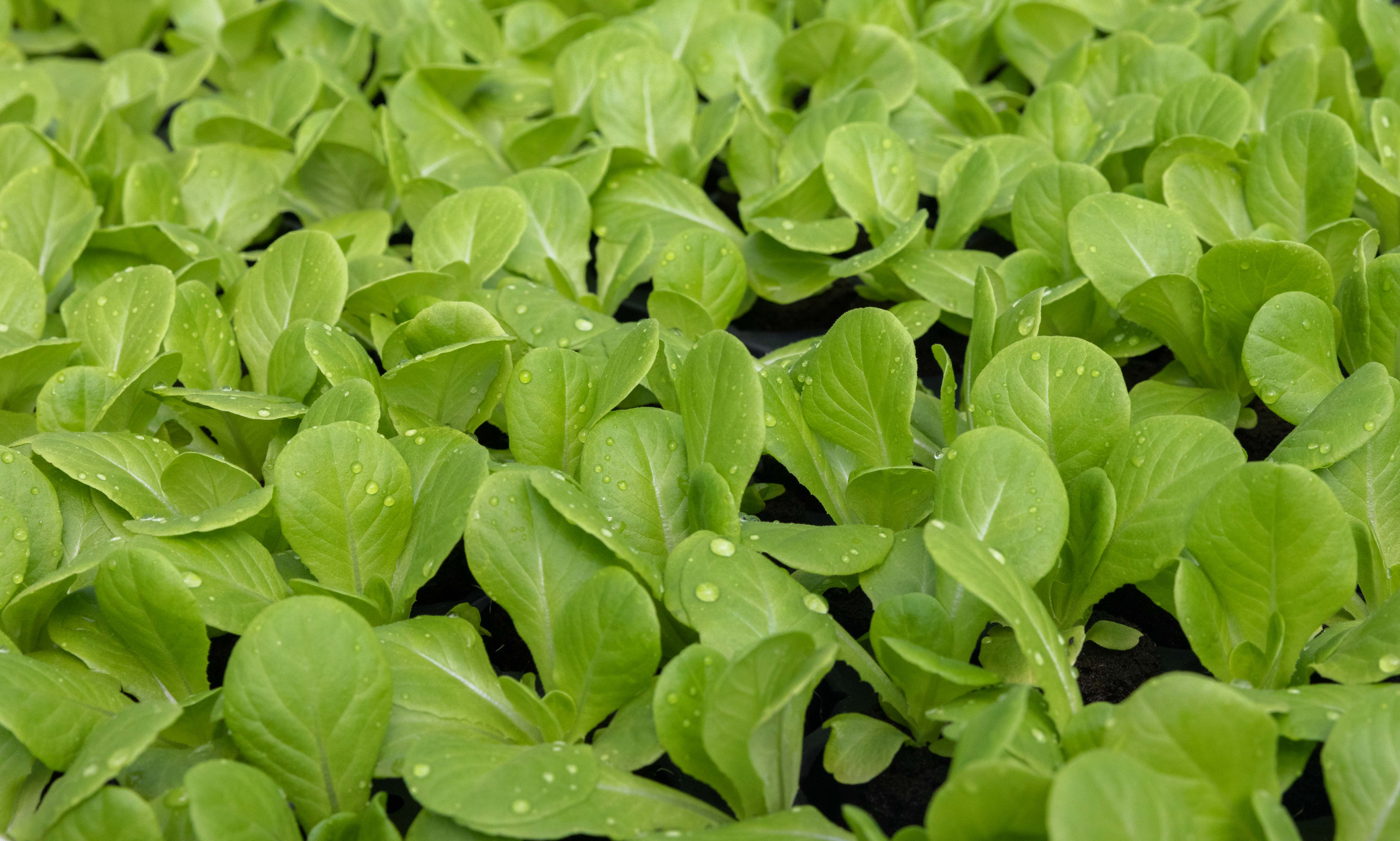 Wellspring Harvest greenhouse in Indian Orchard celebrates its first ...