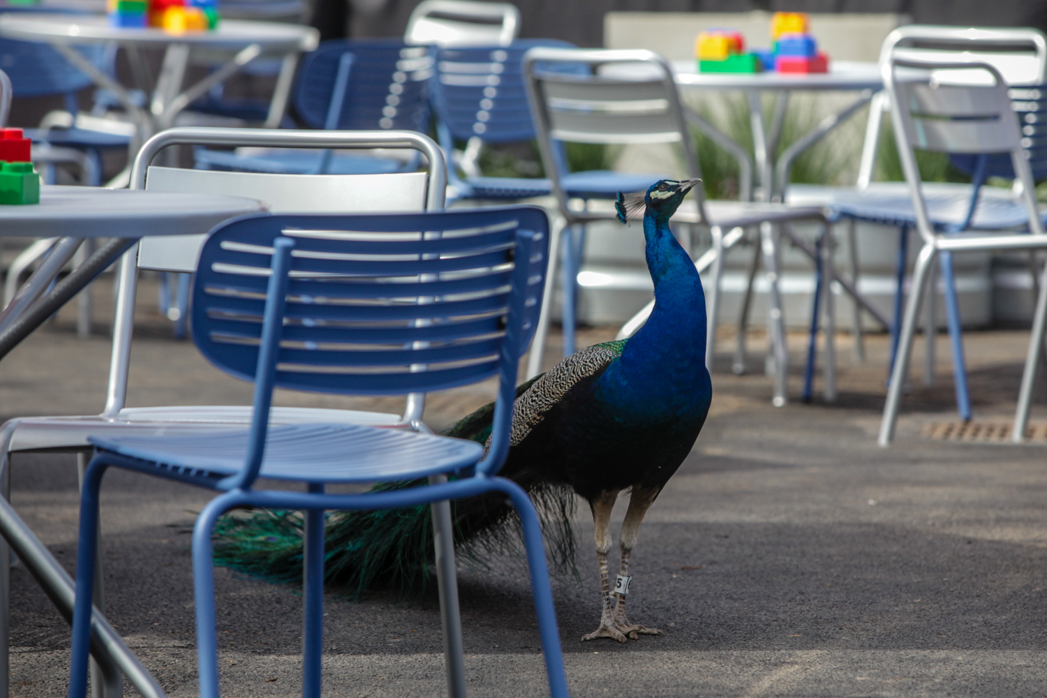Philadelphia Zoo opens Creatures of Habitat exhibit and Zoo Key ...