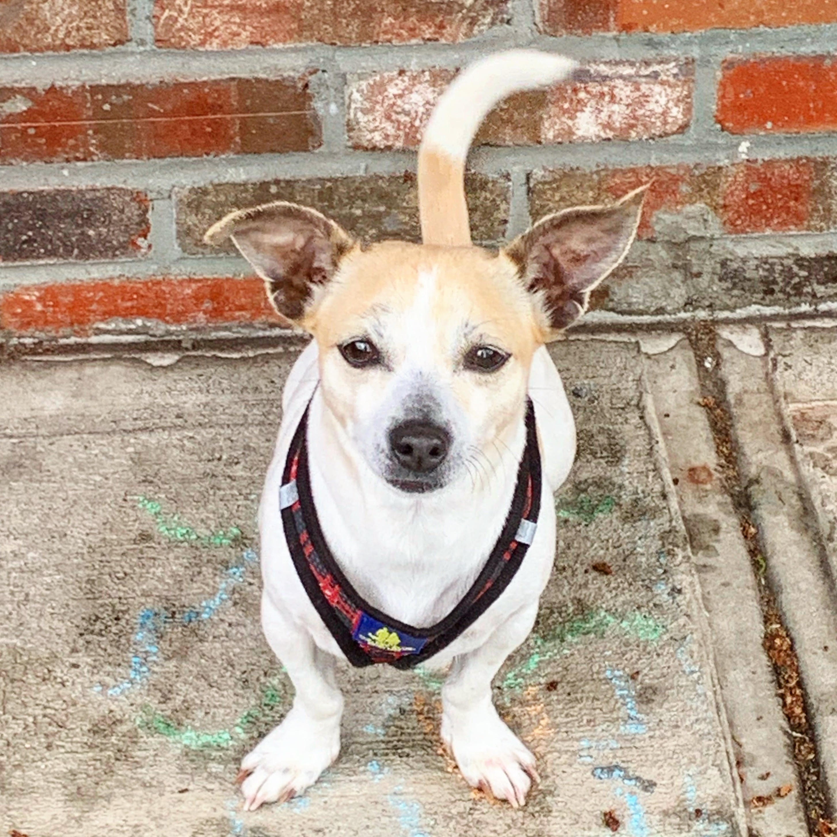 Adopt 13 super cute rescued pets on Staten Island this weekend: April ...