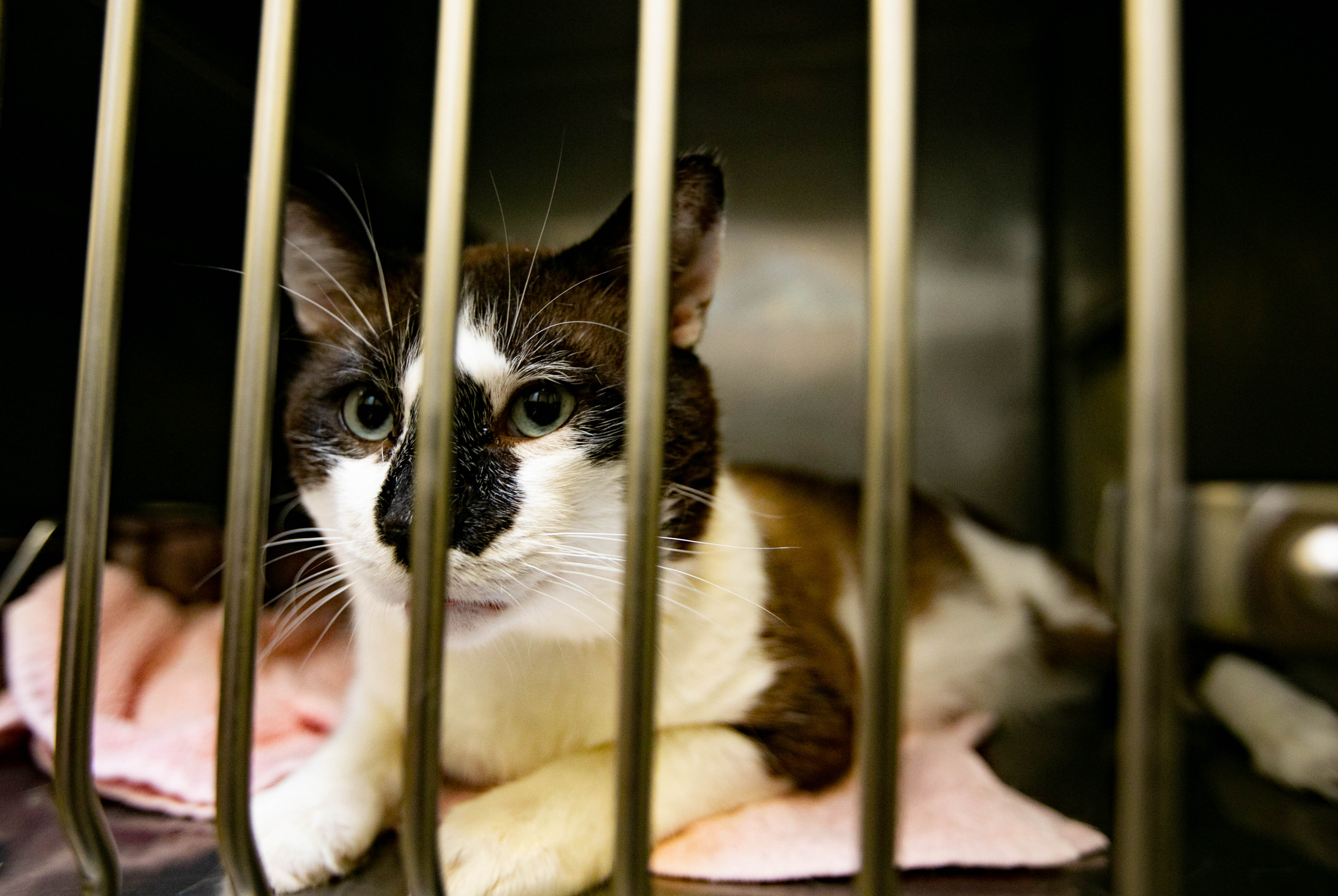 These furry friends at Bay County Animal Control need homes - mlive.com