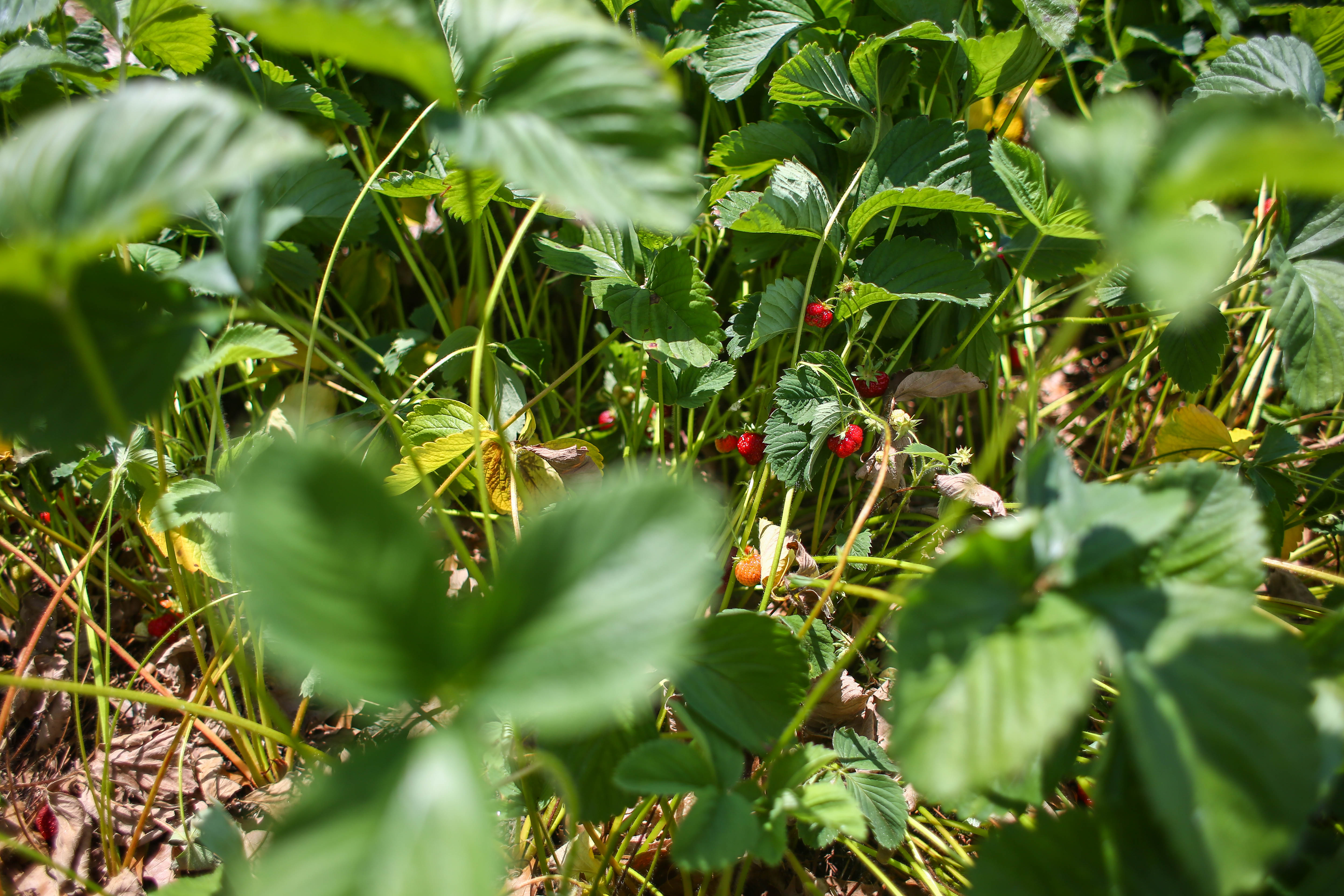 North Muskegon Library's community garden - mlive.com