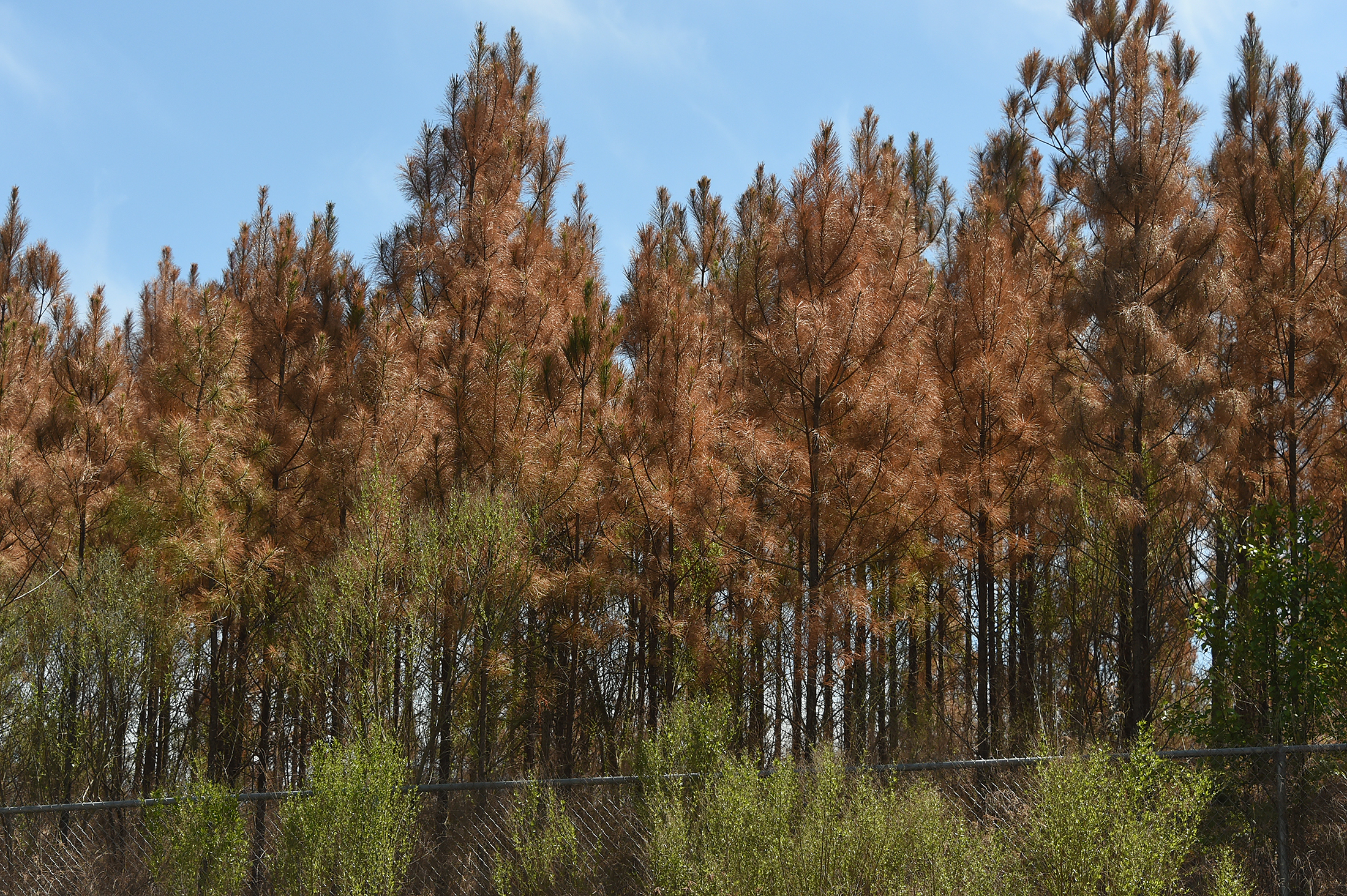 Trees appear to be dying near Shades Mountain Filter Plant - al.com