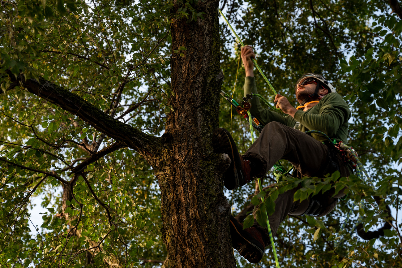 Guardian Tree Experts climbers win Michigan Tree Climbing Championship ...