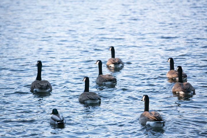 Geese in North Hudson Park - nj.com