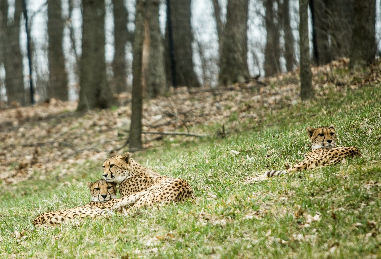 Binder Park Zoo opens for 2019 season - mlive.com