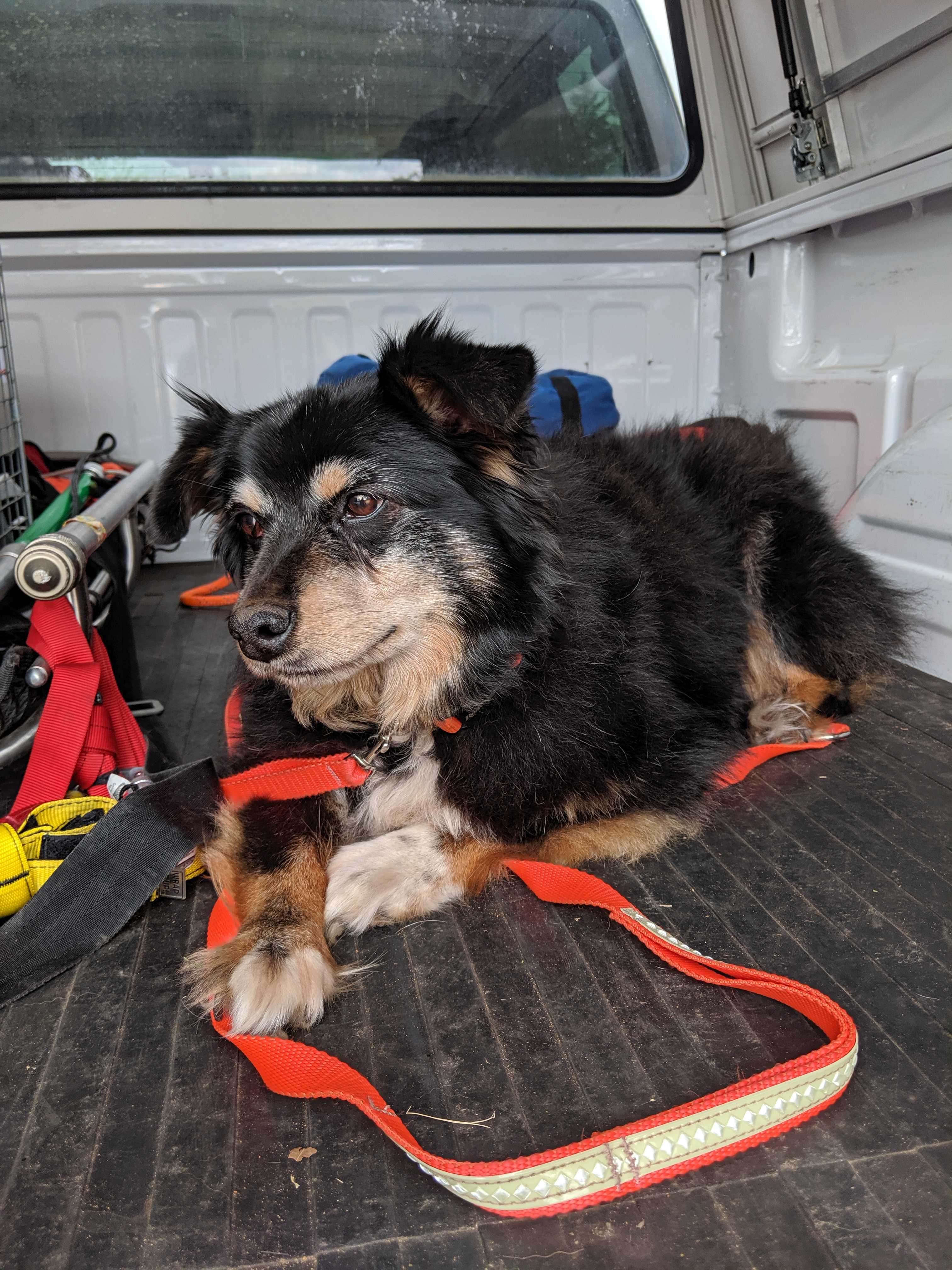 Stranded dog saved from Canby hillside - oregonlive.com