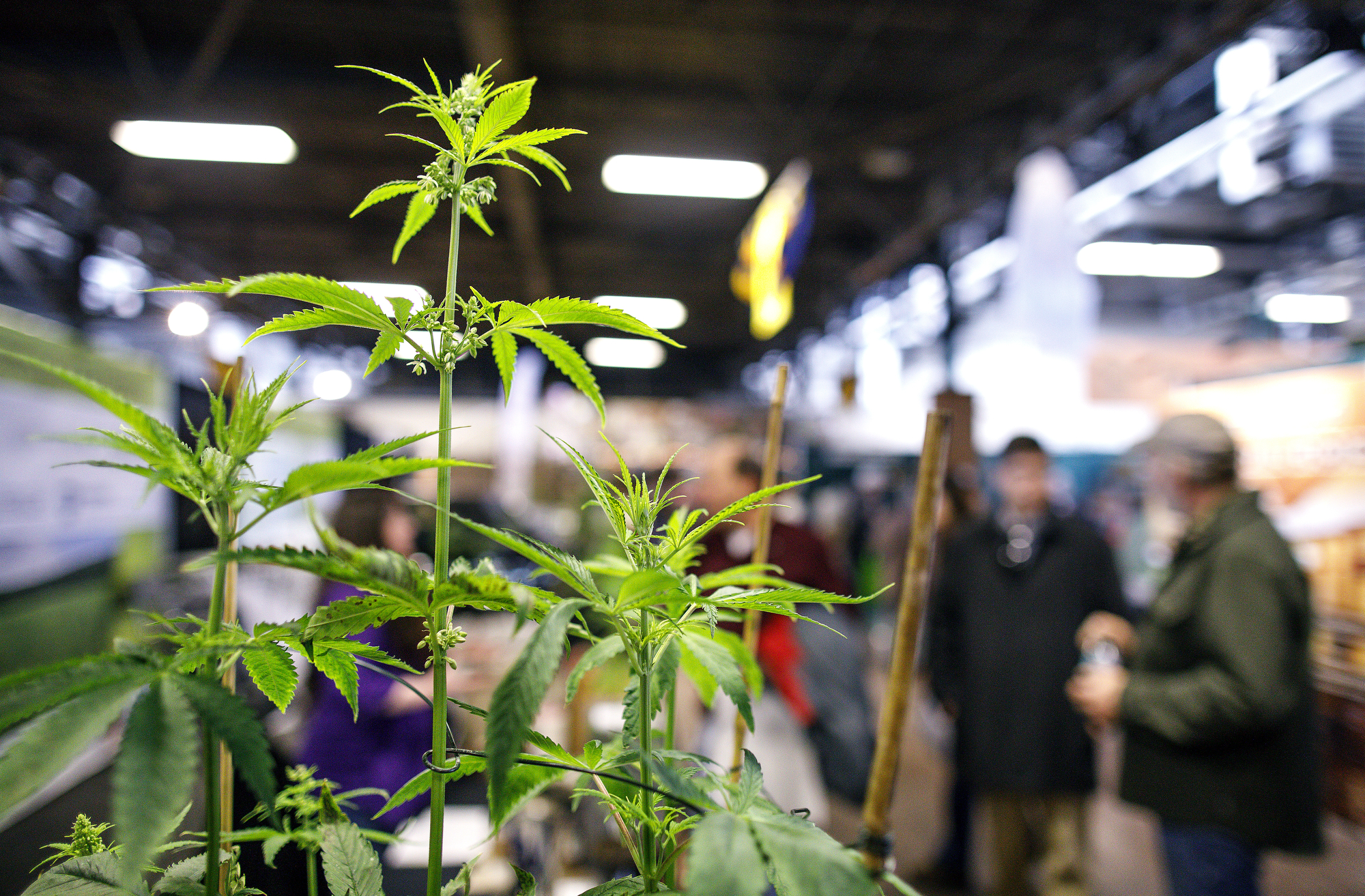 Pa. State Farm Show: Best photos from 2018 - pennlive.com